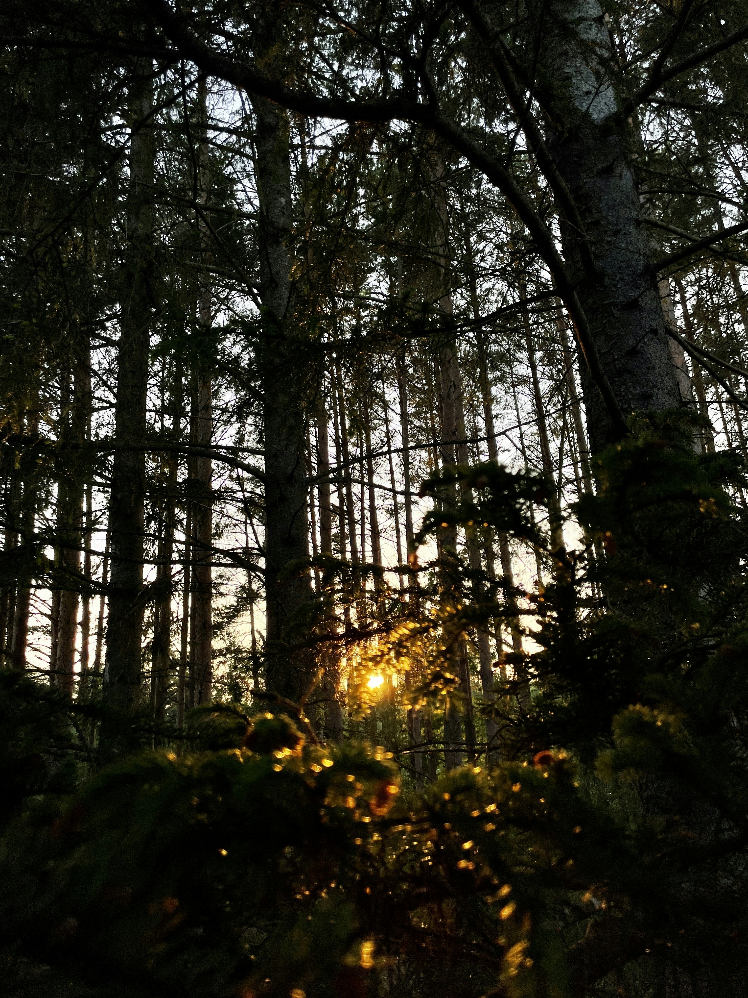 A forest with trees and the sun shining through the trees photo – Free ...