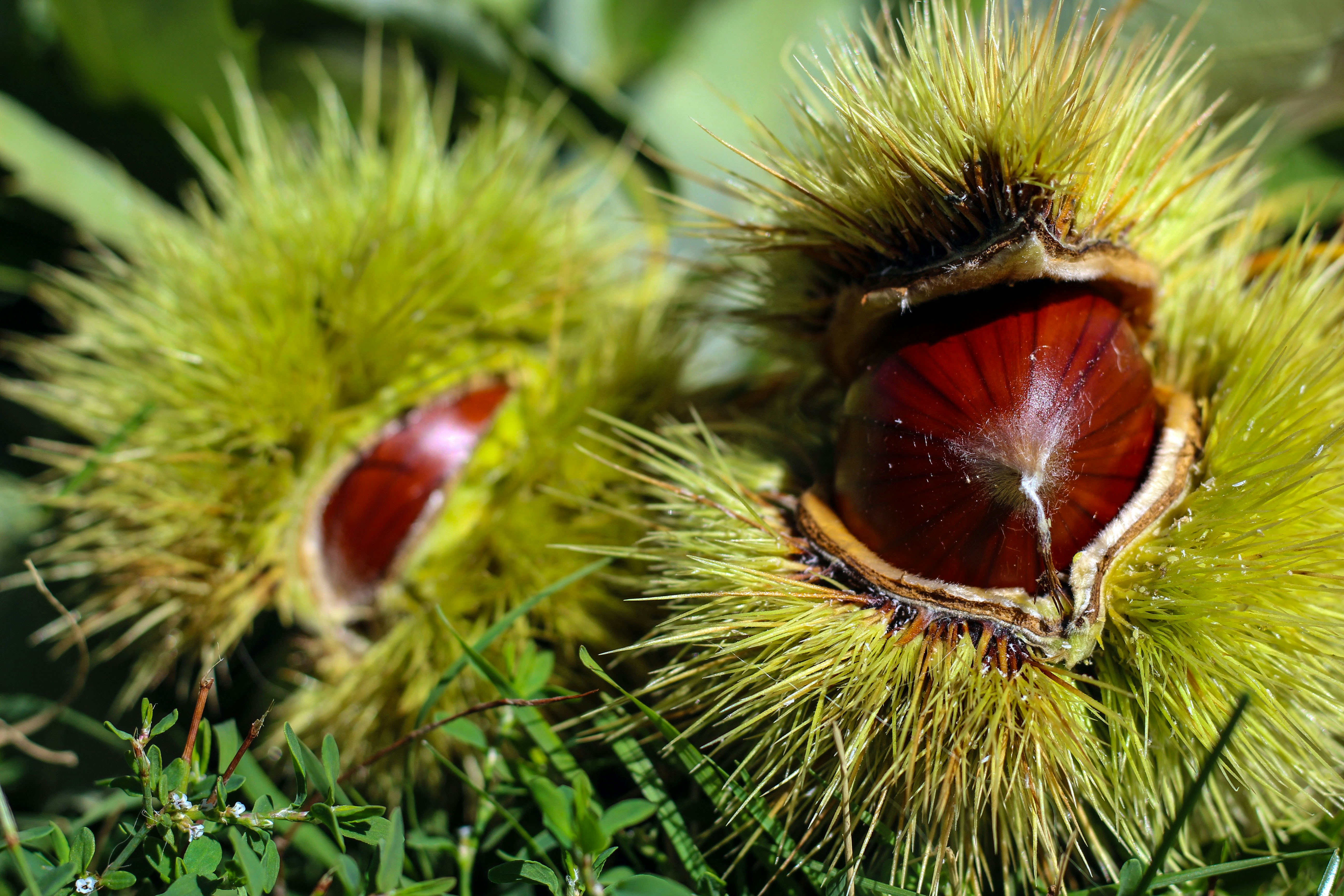 Spiky Chestnut Chaos: Close-Up of Bursting Burrs