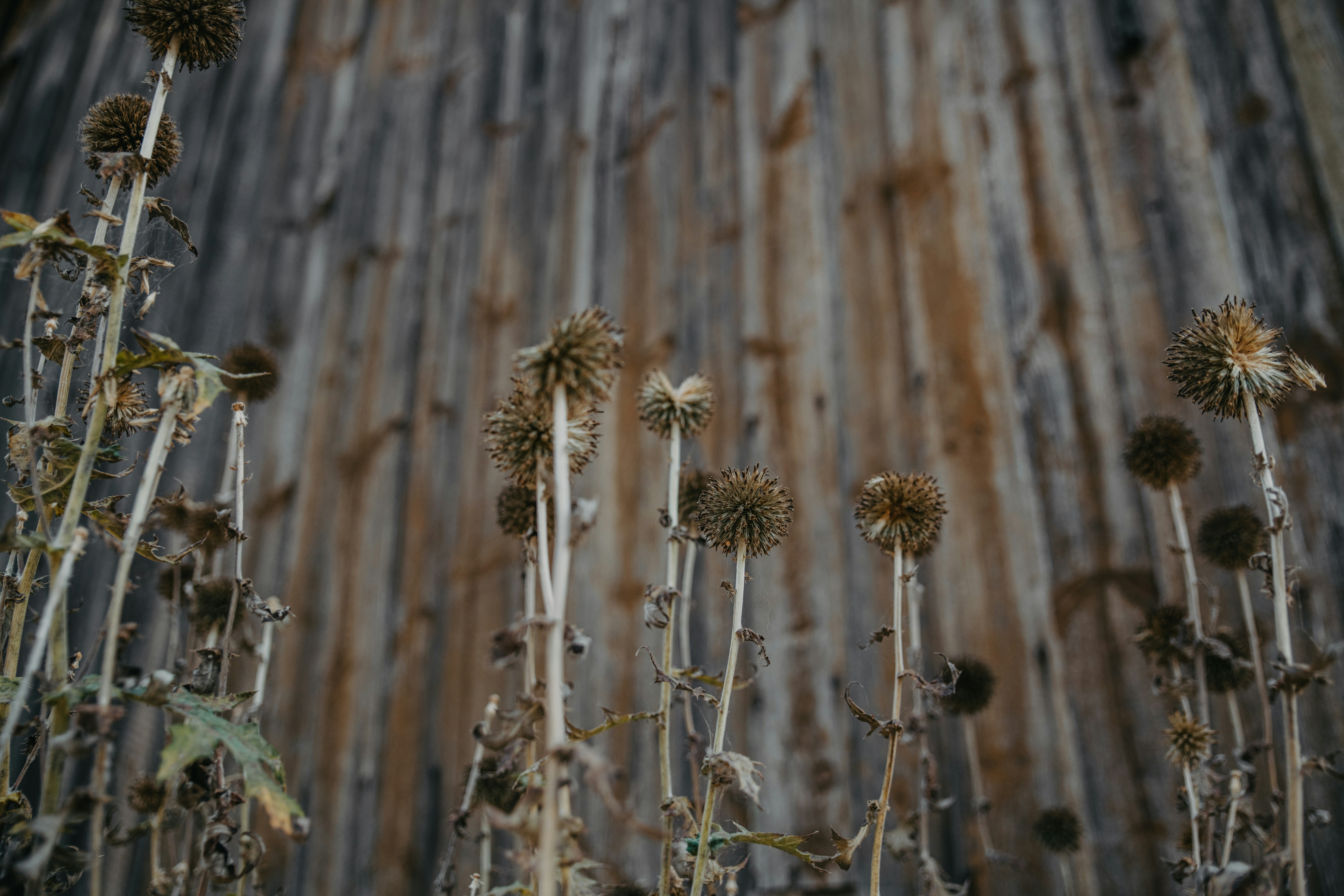 Between Time and Timber: Quiet Thistle Constellations in a Faded Fence