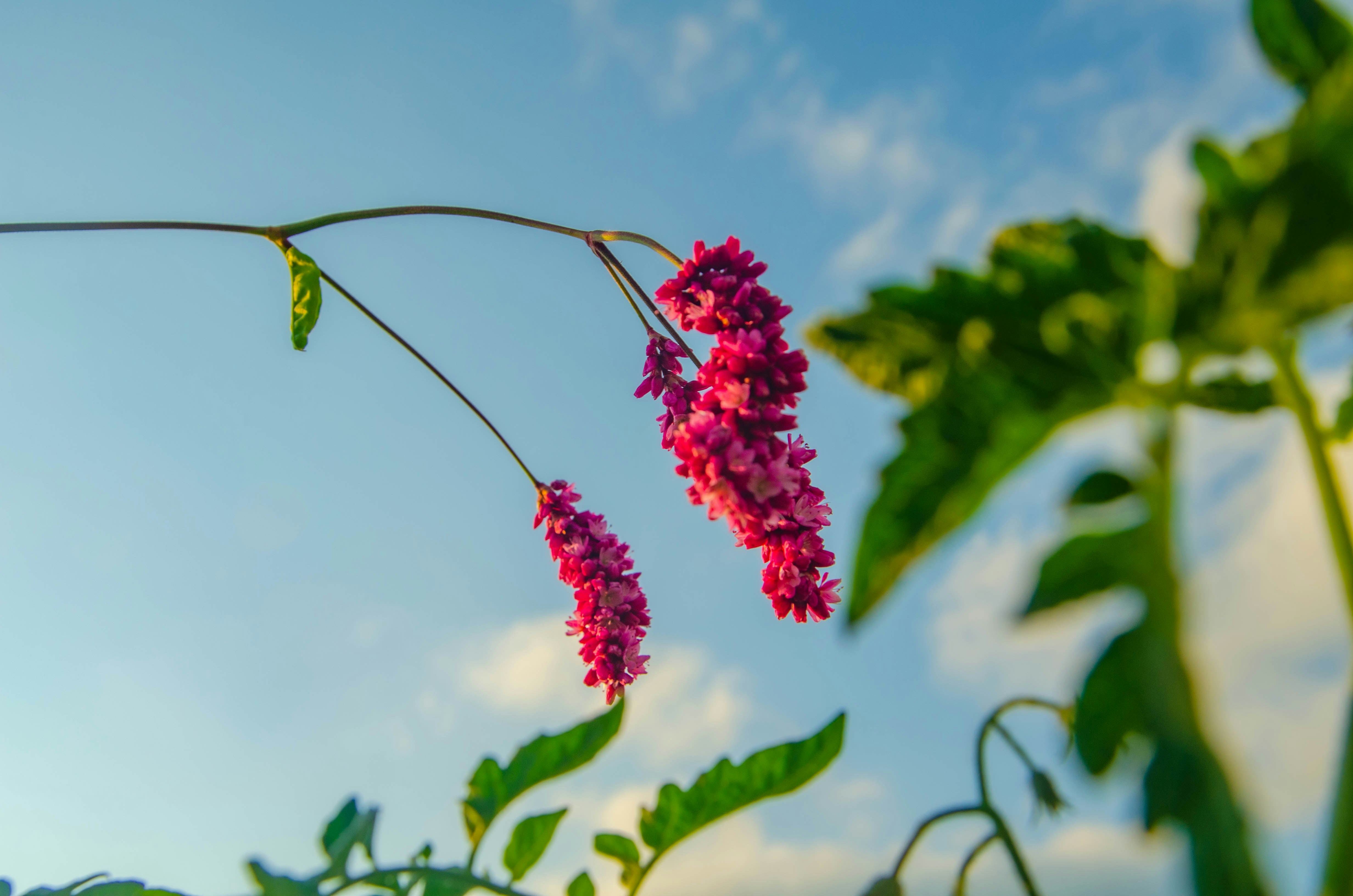 Crimson Tassels on a Vine Against a Clear Summer Sky