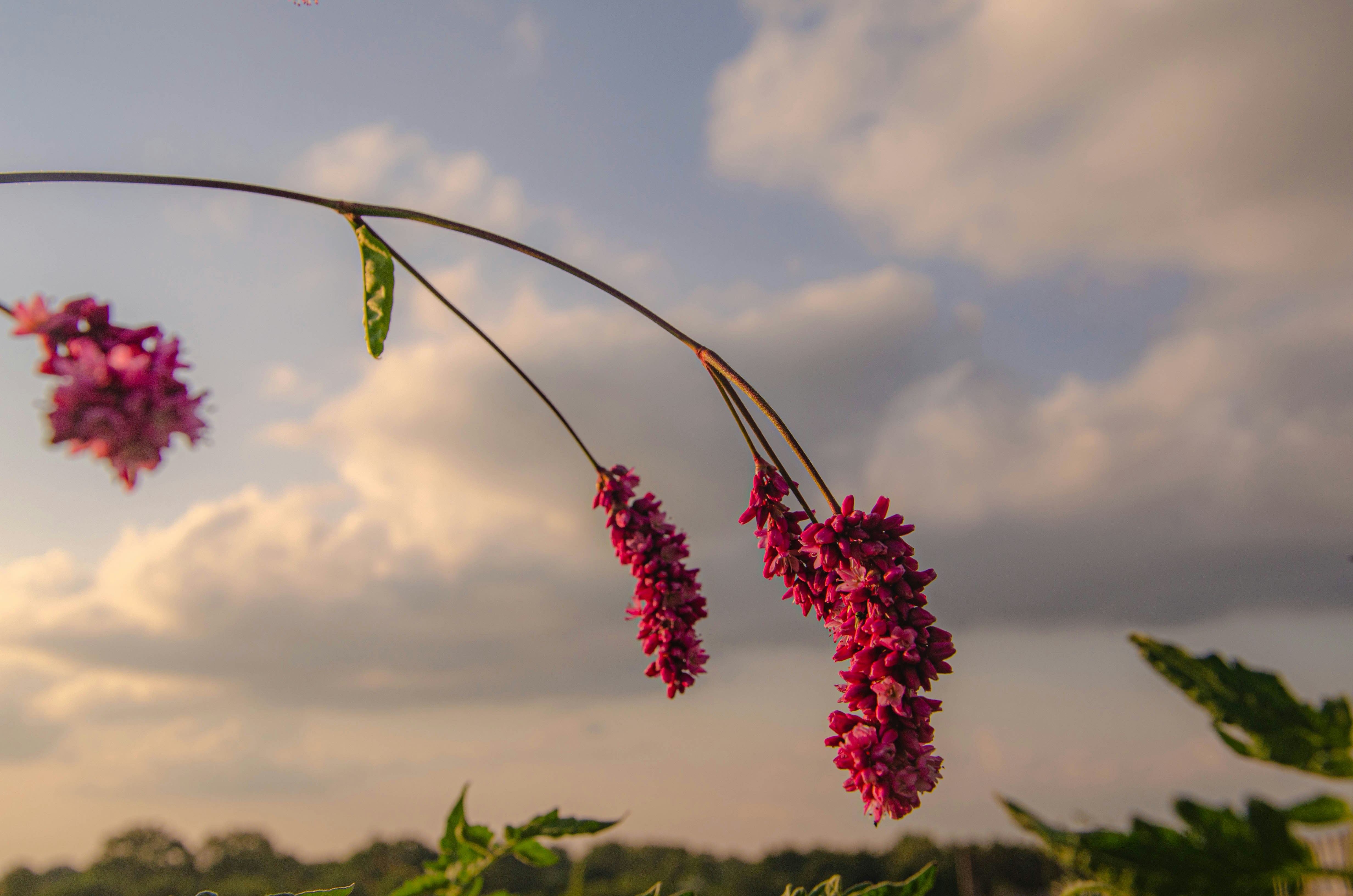 Dangling Crimson Blooms Against a Velvet Sky