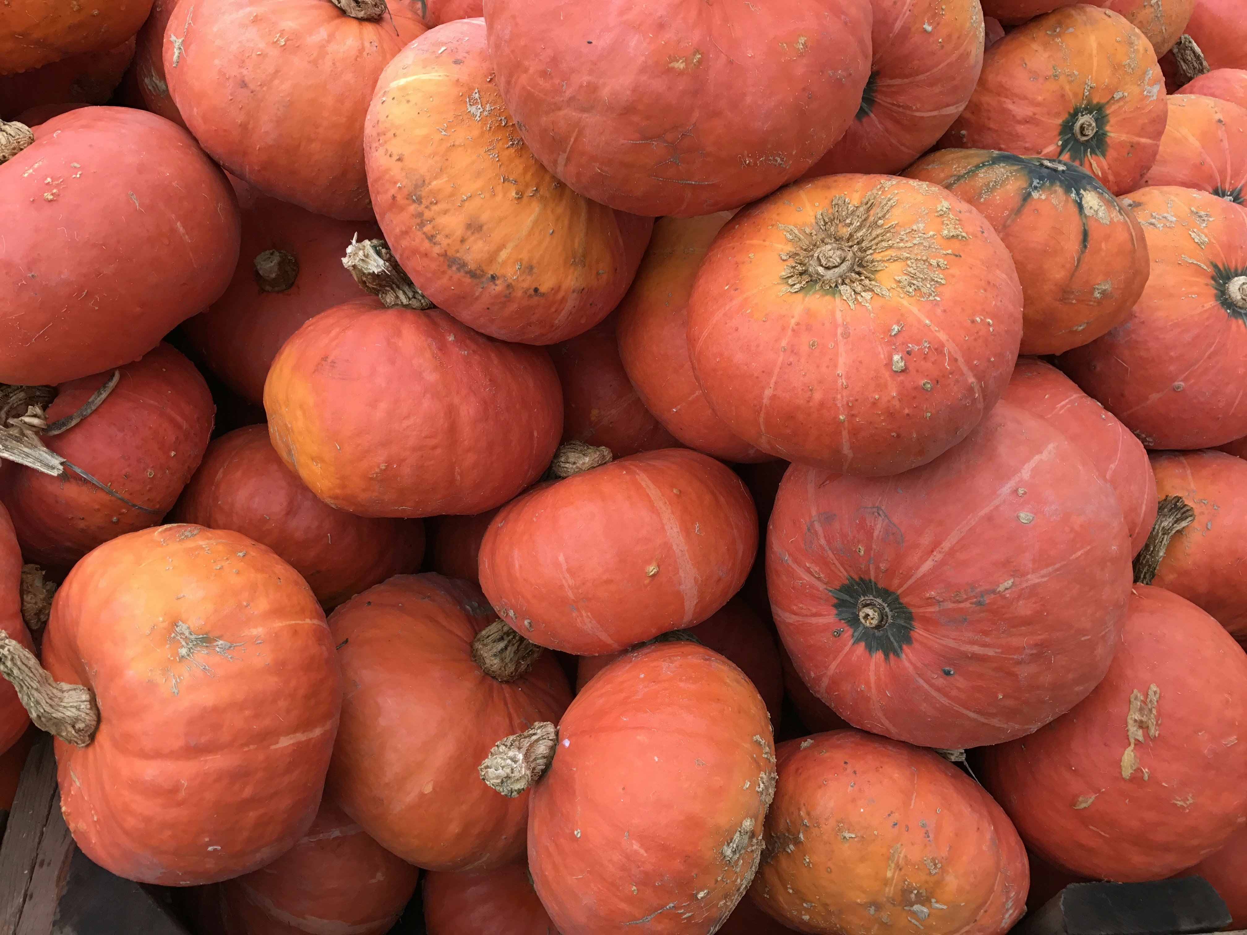 Pile of Bright Orange Pumpkins with Short Stems