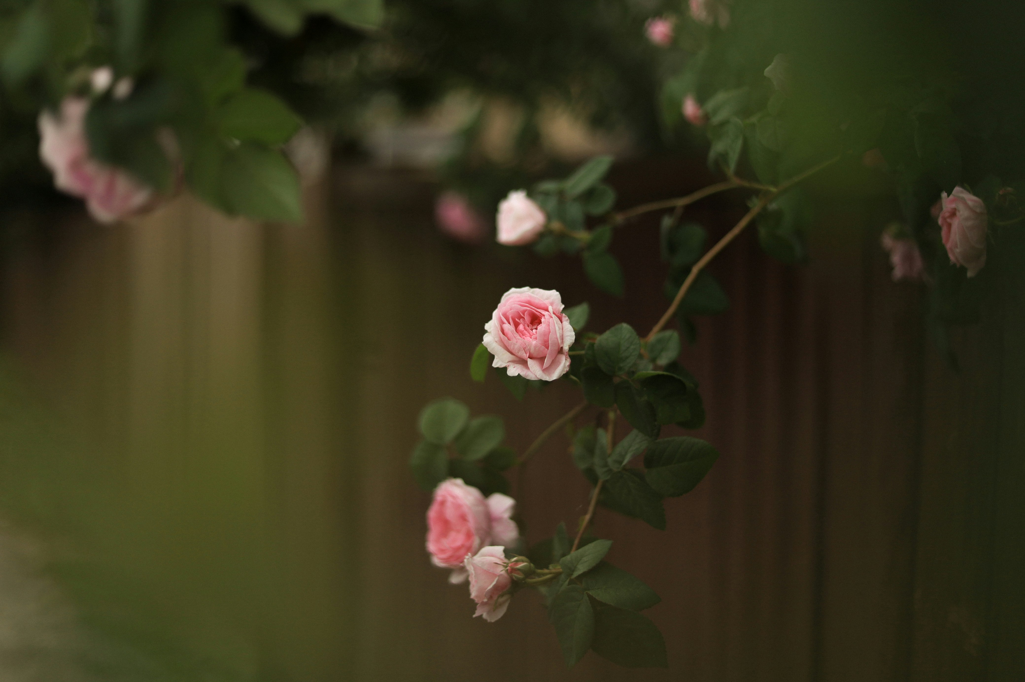 Bloom in Focus: Pink Roses Clinging to a Weathered Fence
