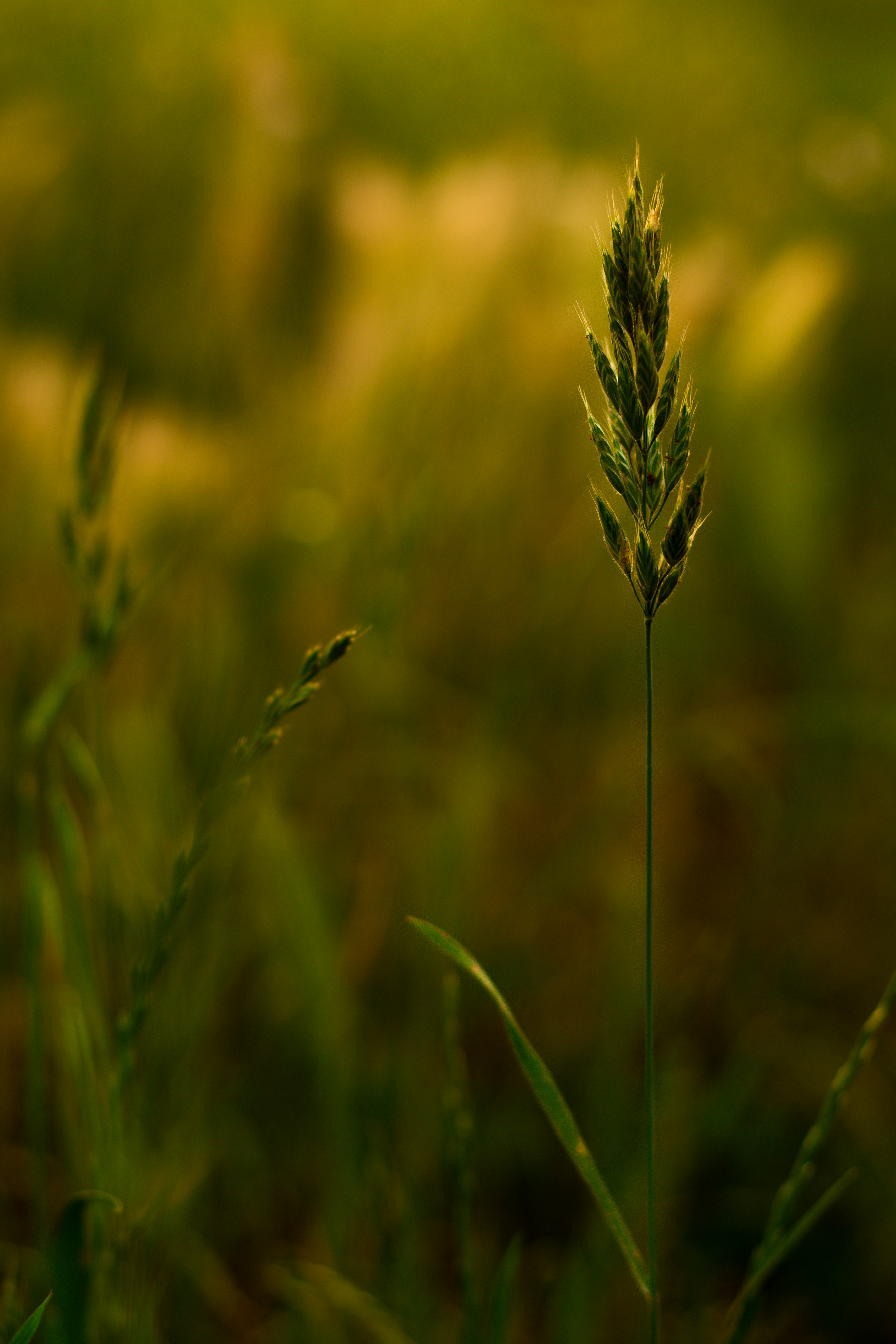 Un gros plan d’une plante photo – Photo Plante Gratuite sur Unsplash