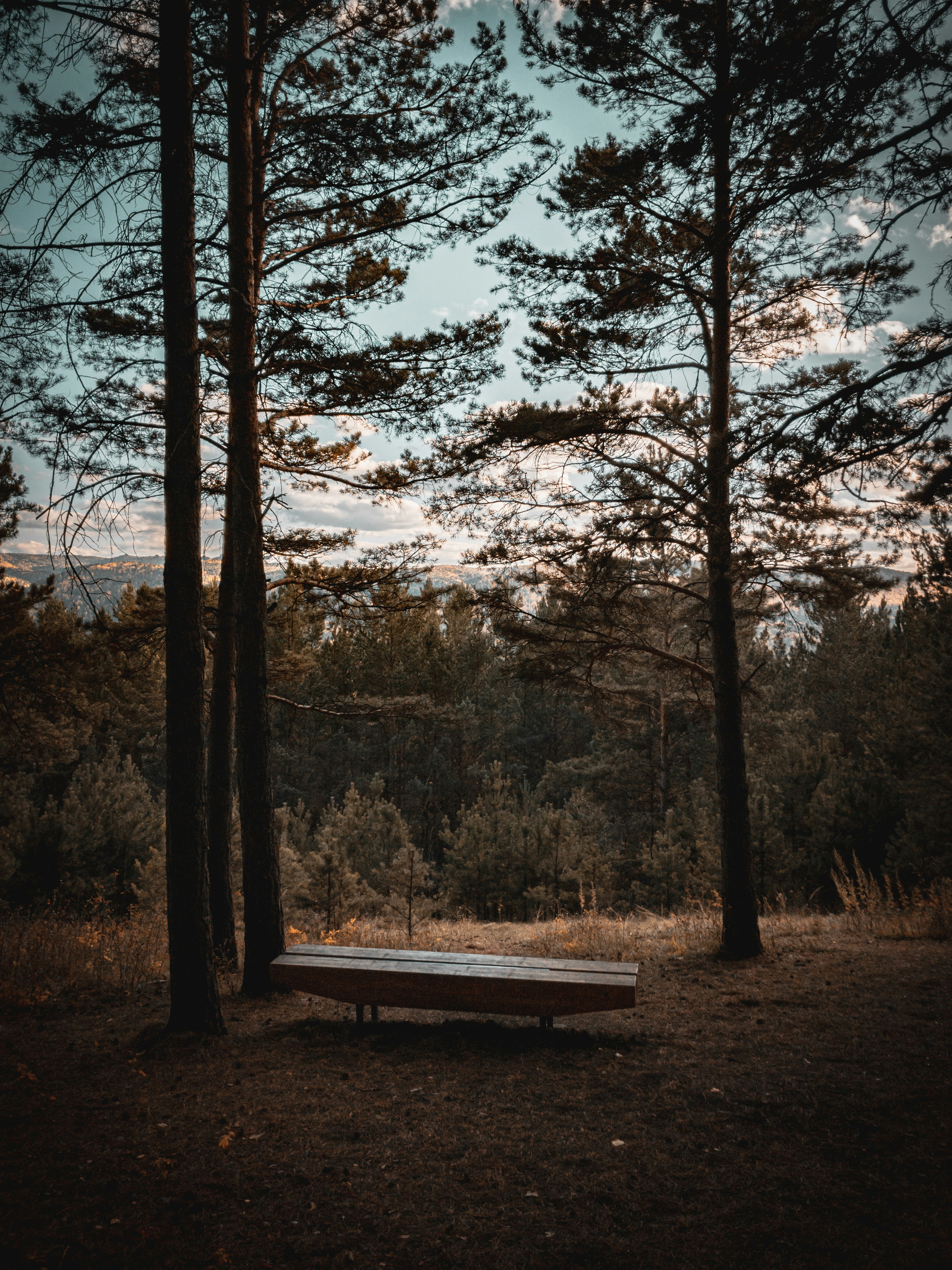 Silentis Park: A bench beneath tall pines at golden hour