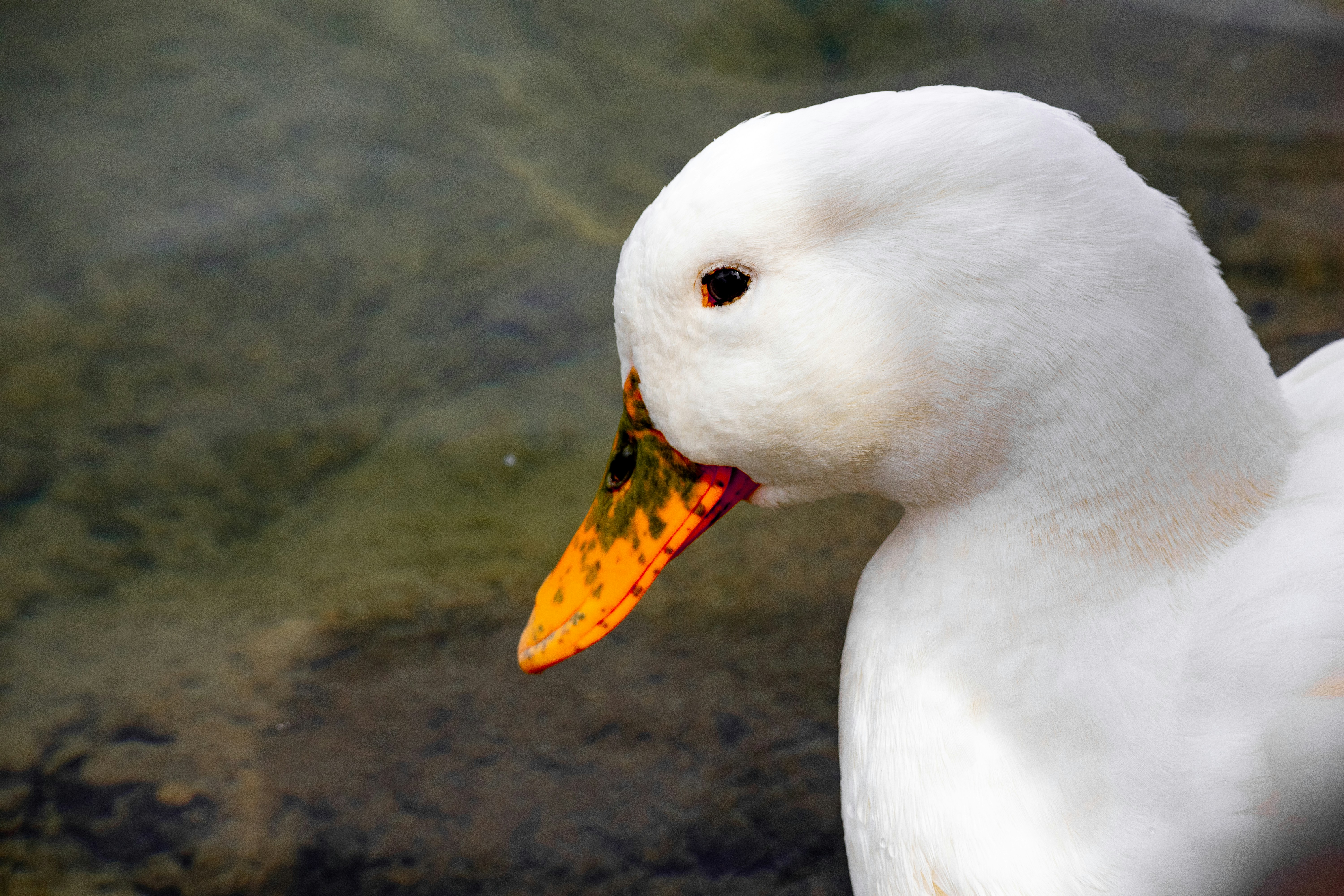 A white duck with a yellow object in its mouth photo – Free Ducks Image ...