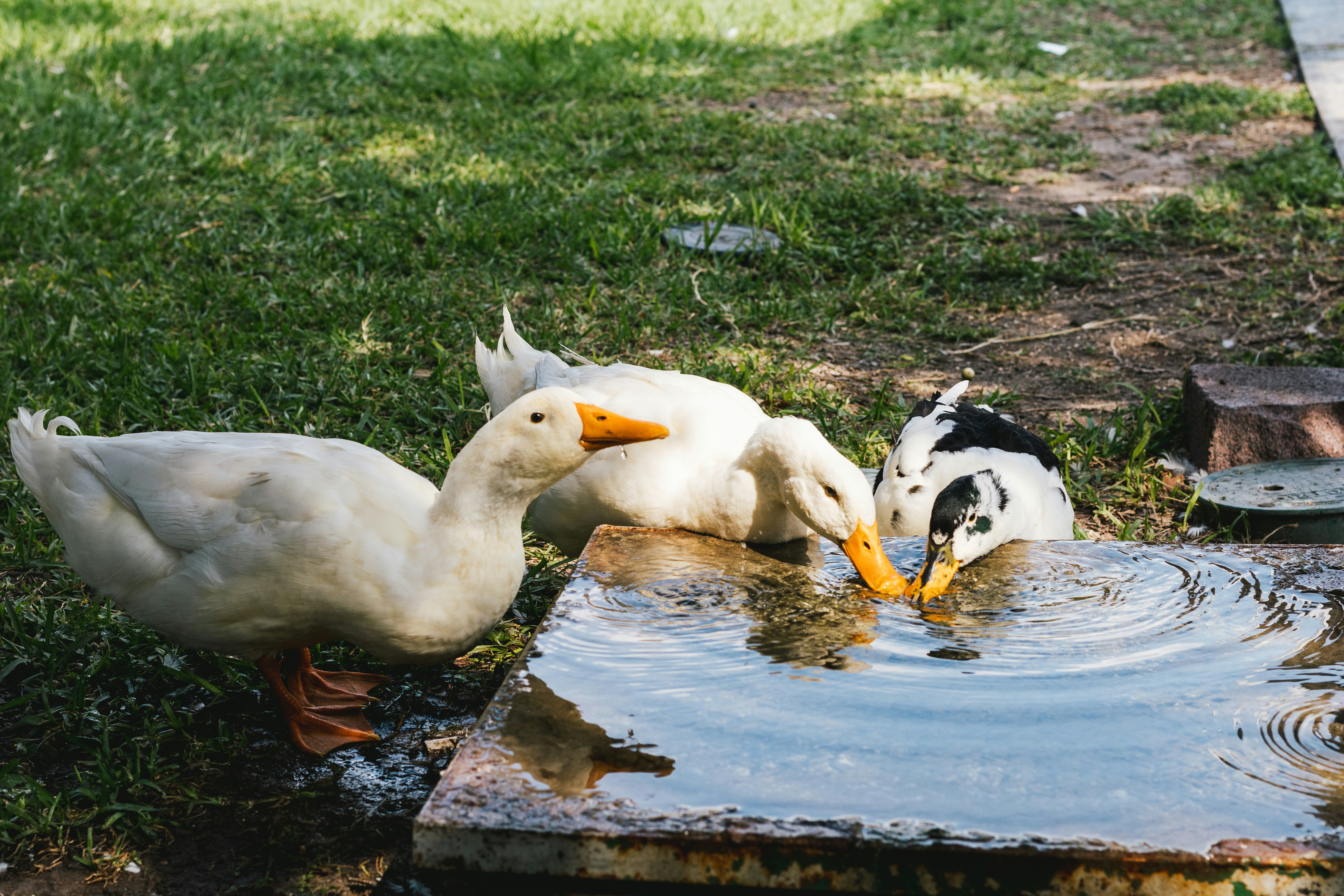 Imágenes de Tres Patos | Descarga imágenes gratuitas en Unsplash