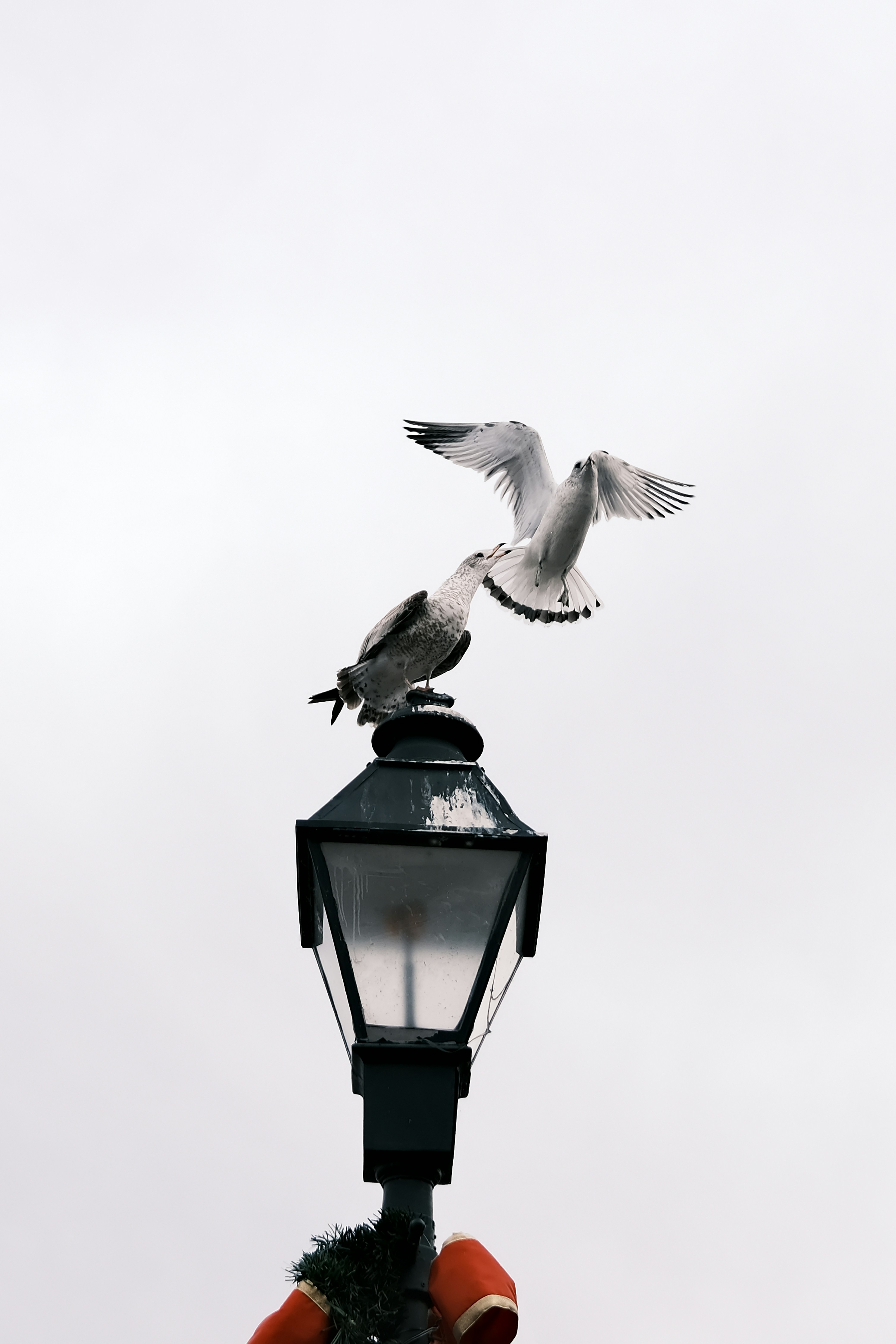 birds flying over a lamp post