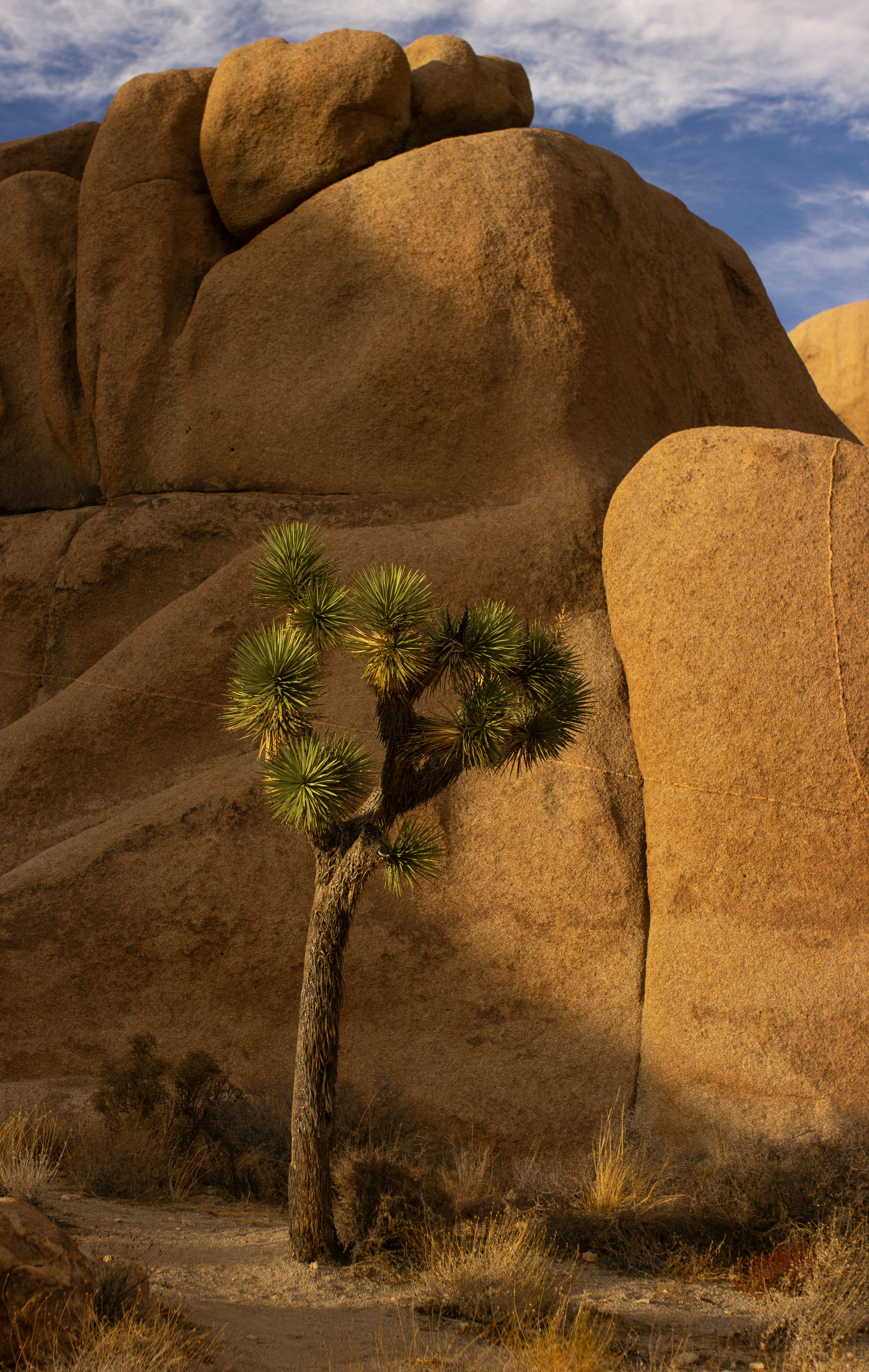 A joshua tree against a boulder.