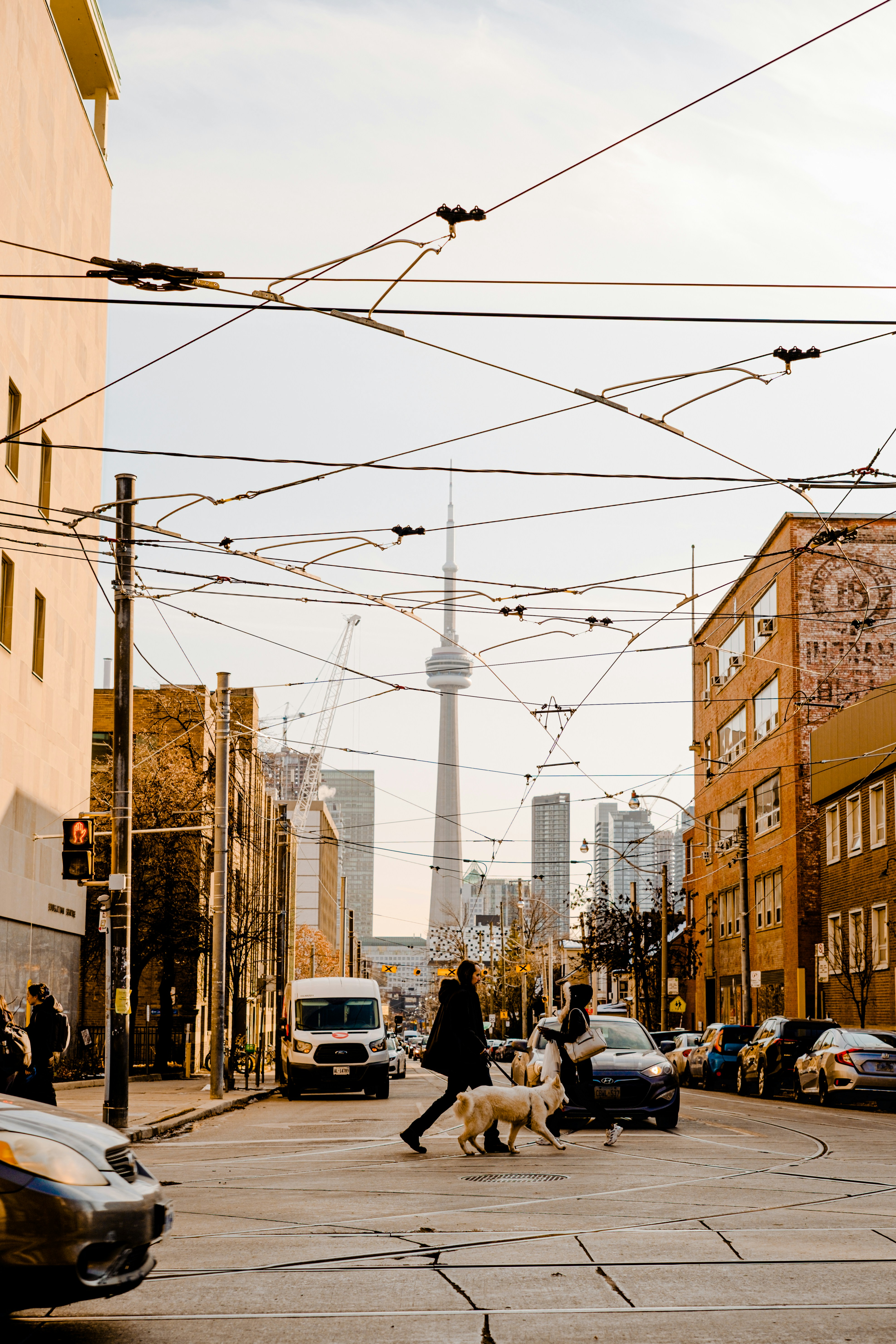 Under the Wires Toward the CN Tower: A Pedestrian and Dog Cross a Toronto Street
