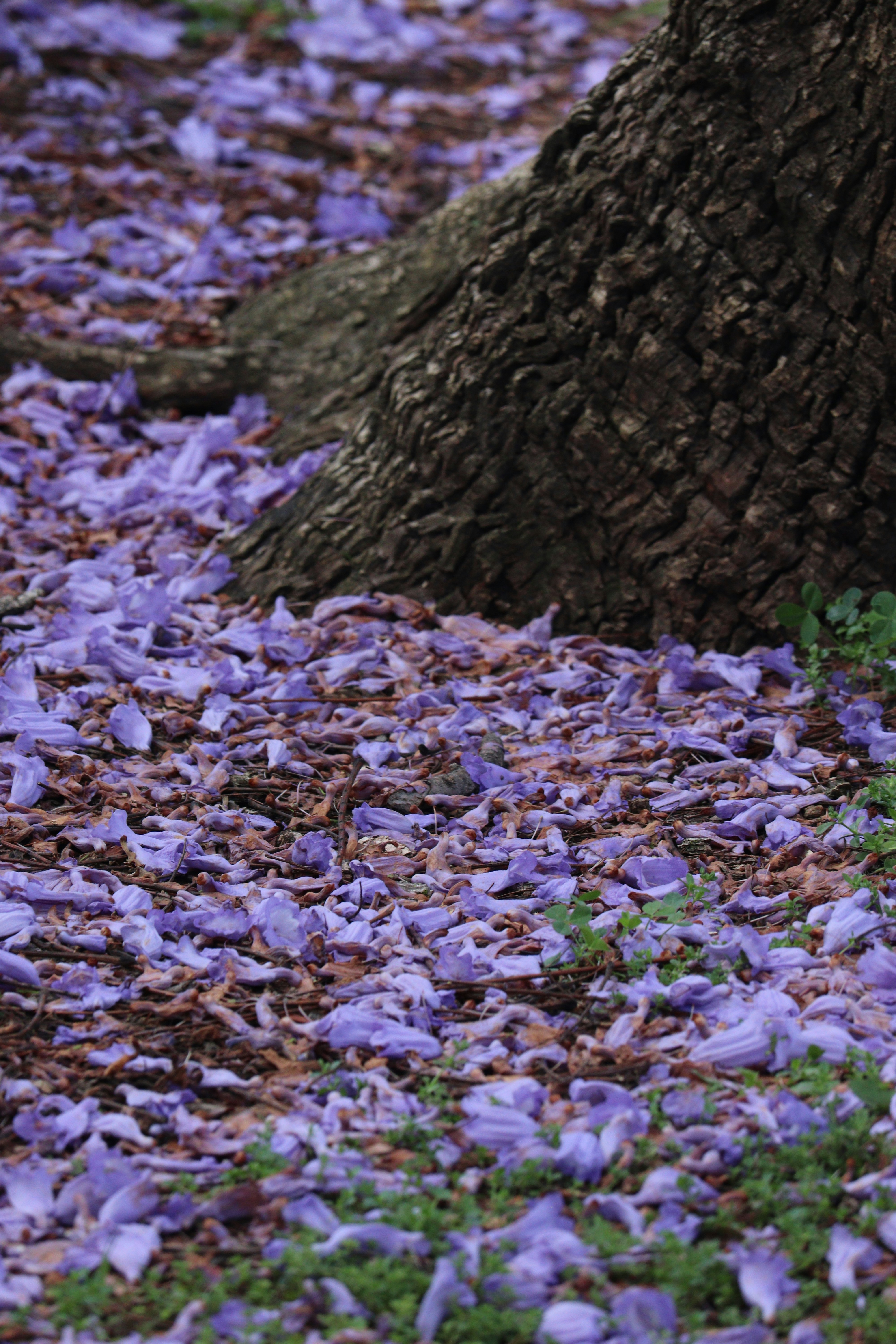 A tree trunk with purple flowers photo – Free Flower Image on Unsplash