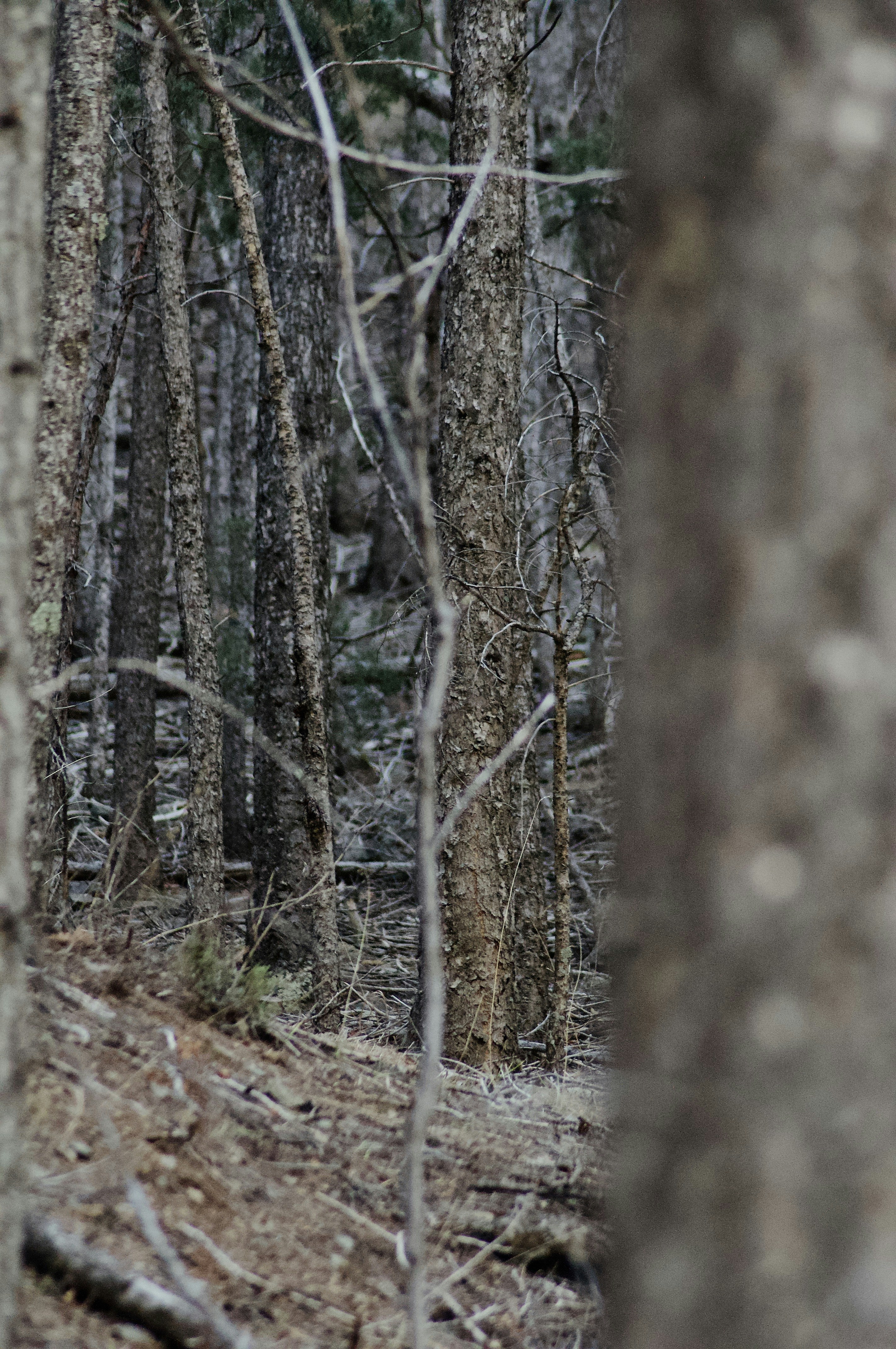 Columns of Quiet Light: A Narrow Pine Corridor