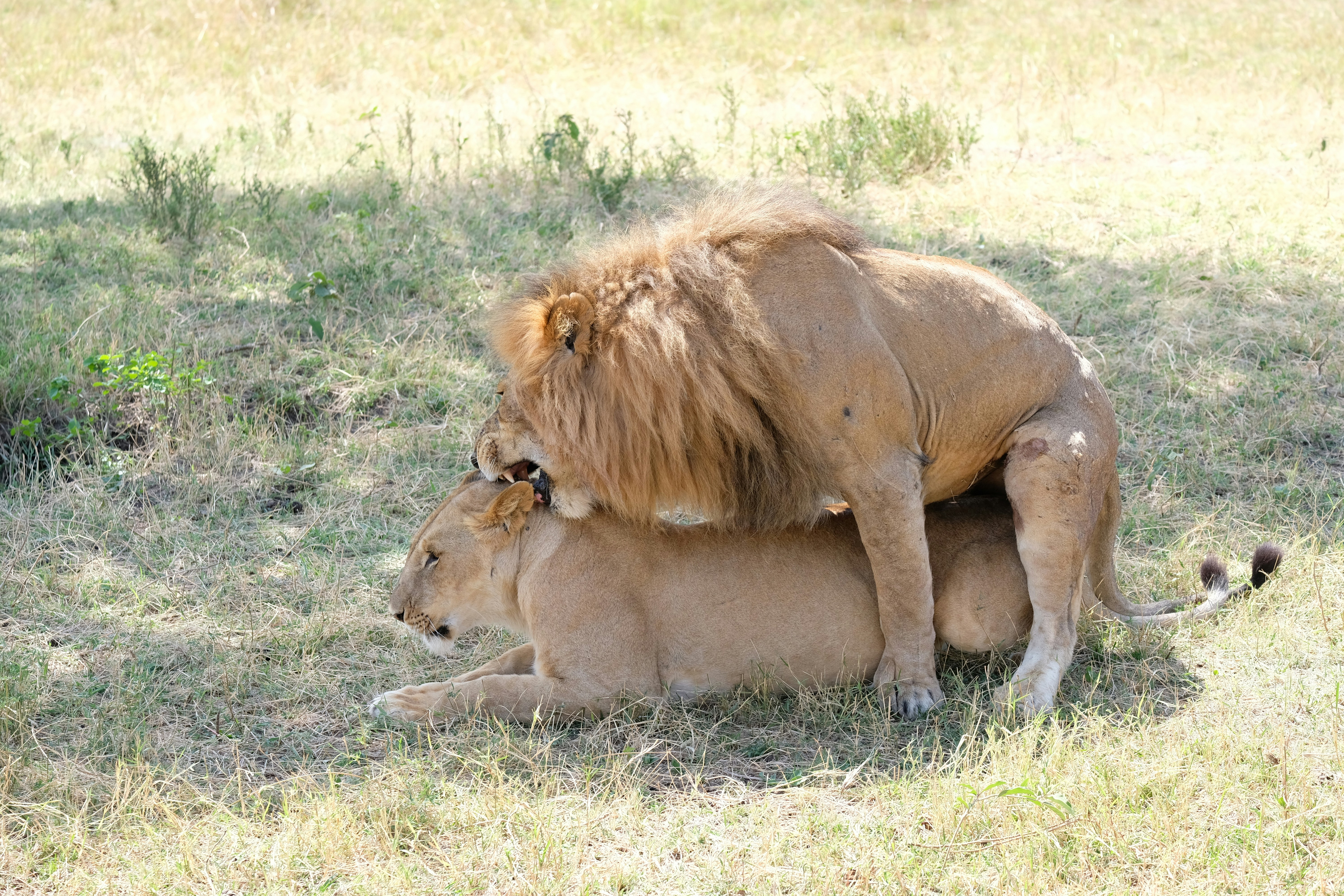 Pride's Pause: A Lion Pair in Quiet Grassland