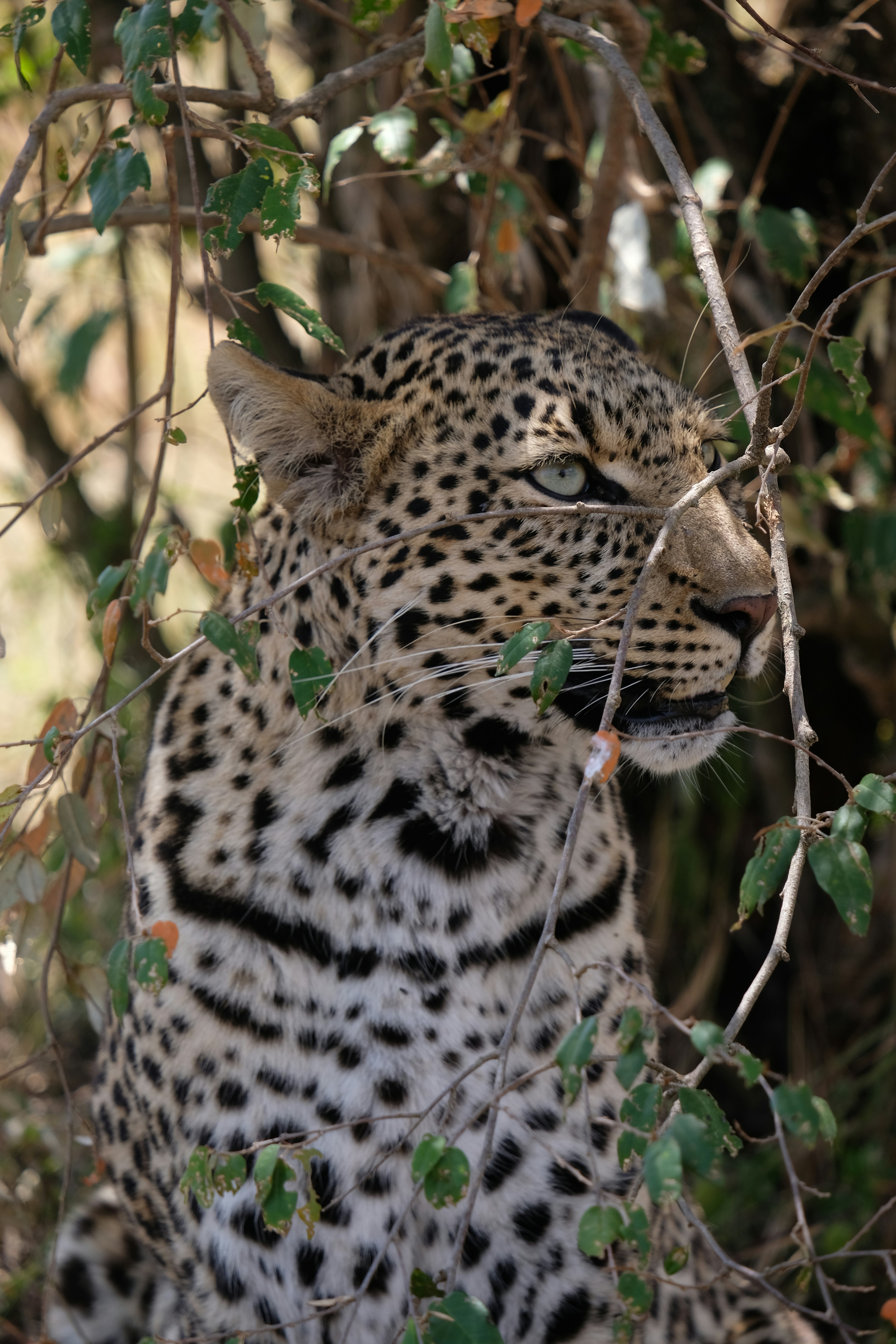 A leopard in a tree photo – Free Animal Image on Unsplash
