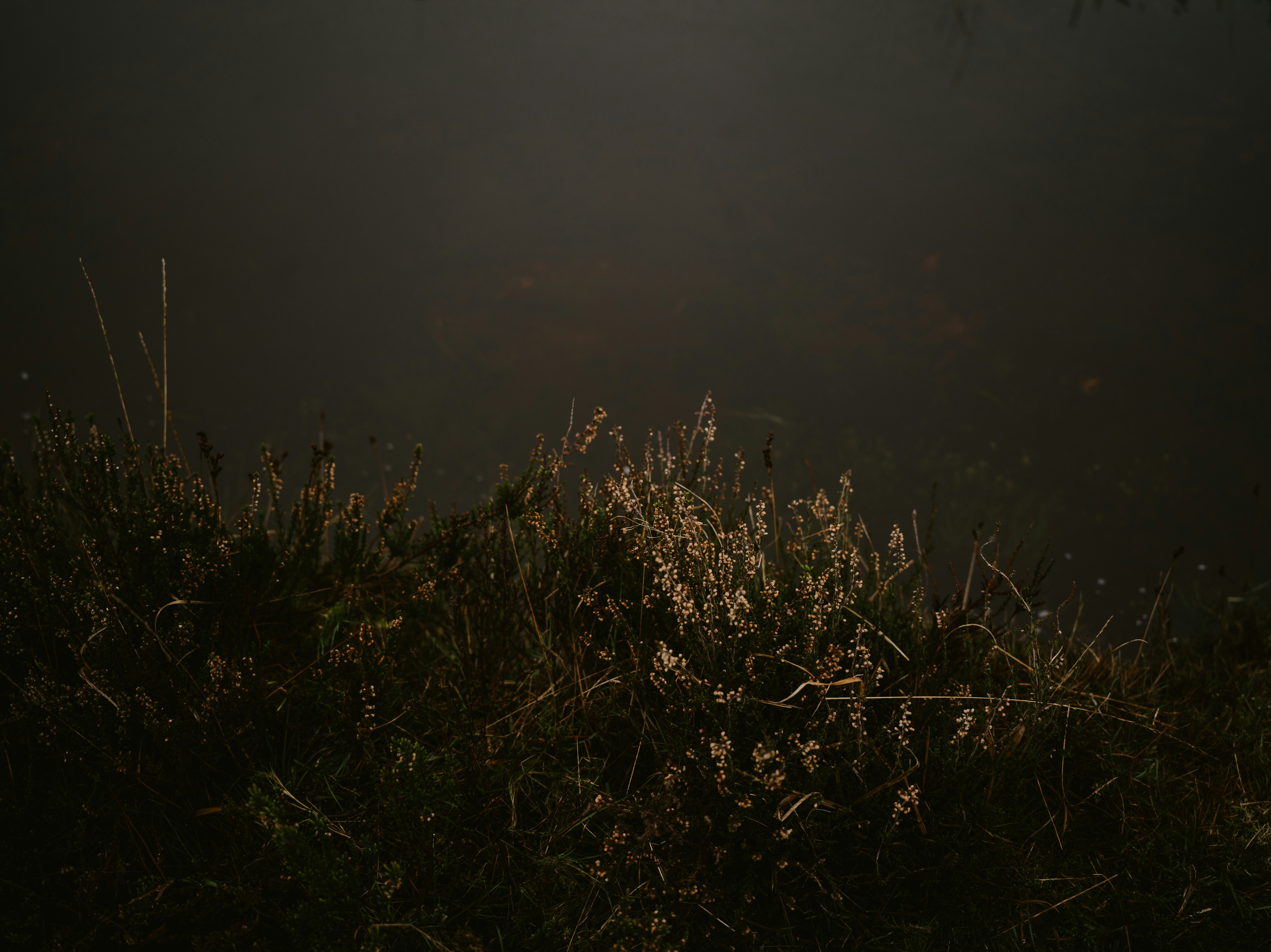 Photo by Annie Spratt with Hasselblad 907X 50C