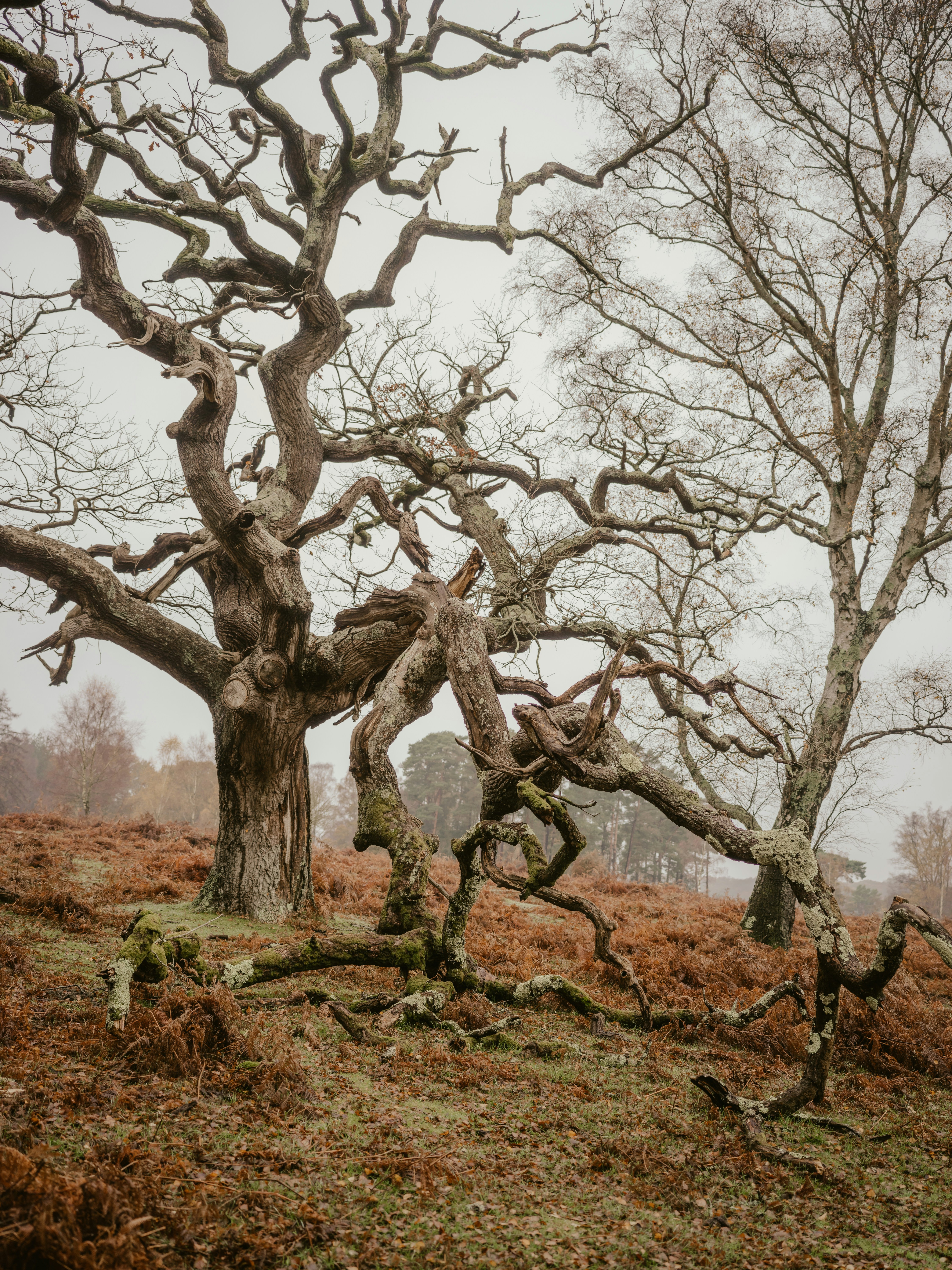 Intricately gnarled tree branches stretch across a foggy landscape, surrounded by earthy ferns. The scene evokes a sense of timelessness and natural artistry.