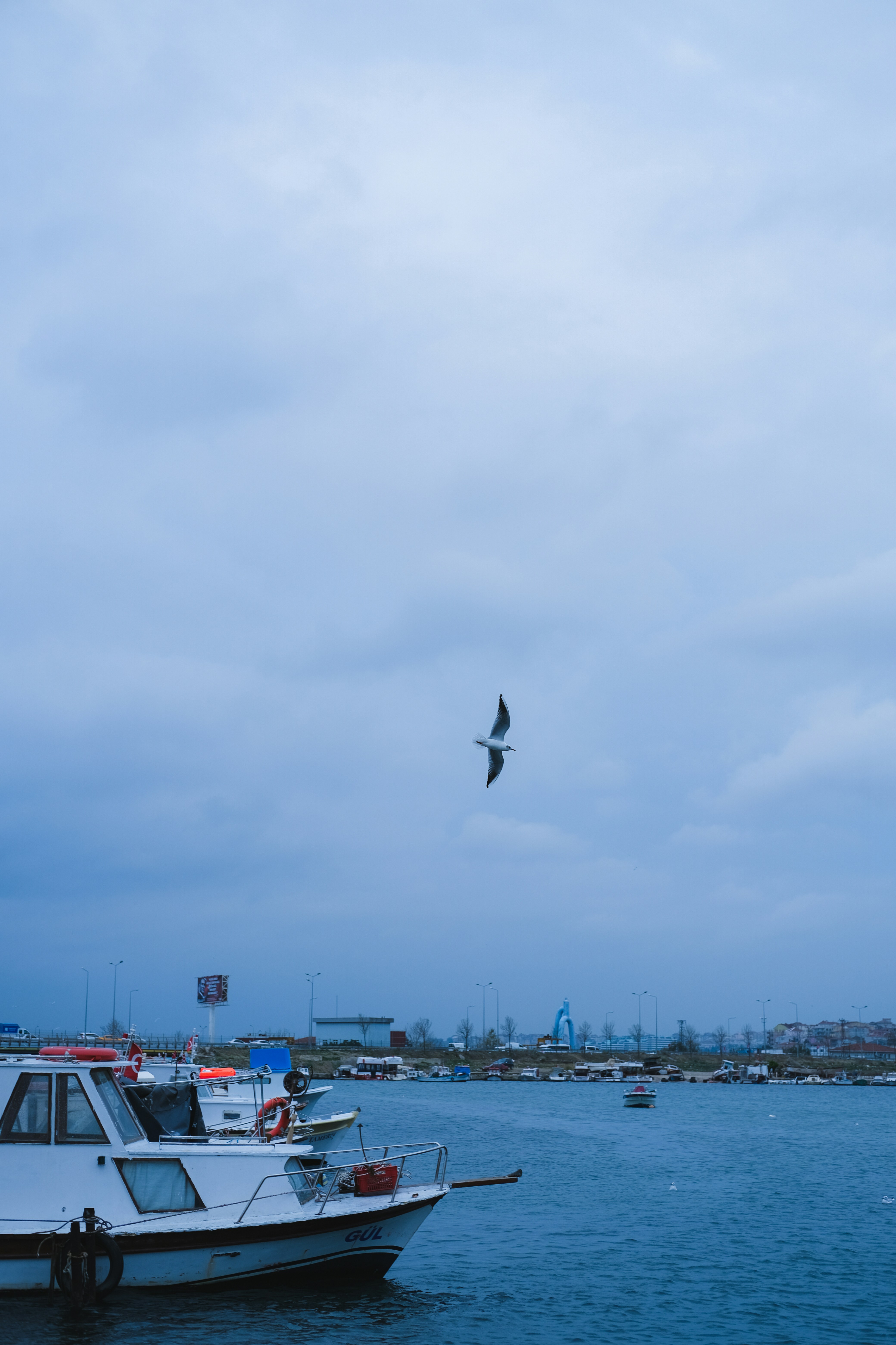 Seagull over the harbor: a lone silhouette against a blue expanse