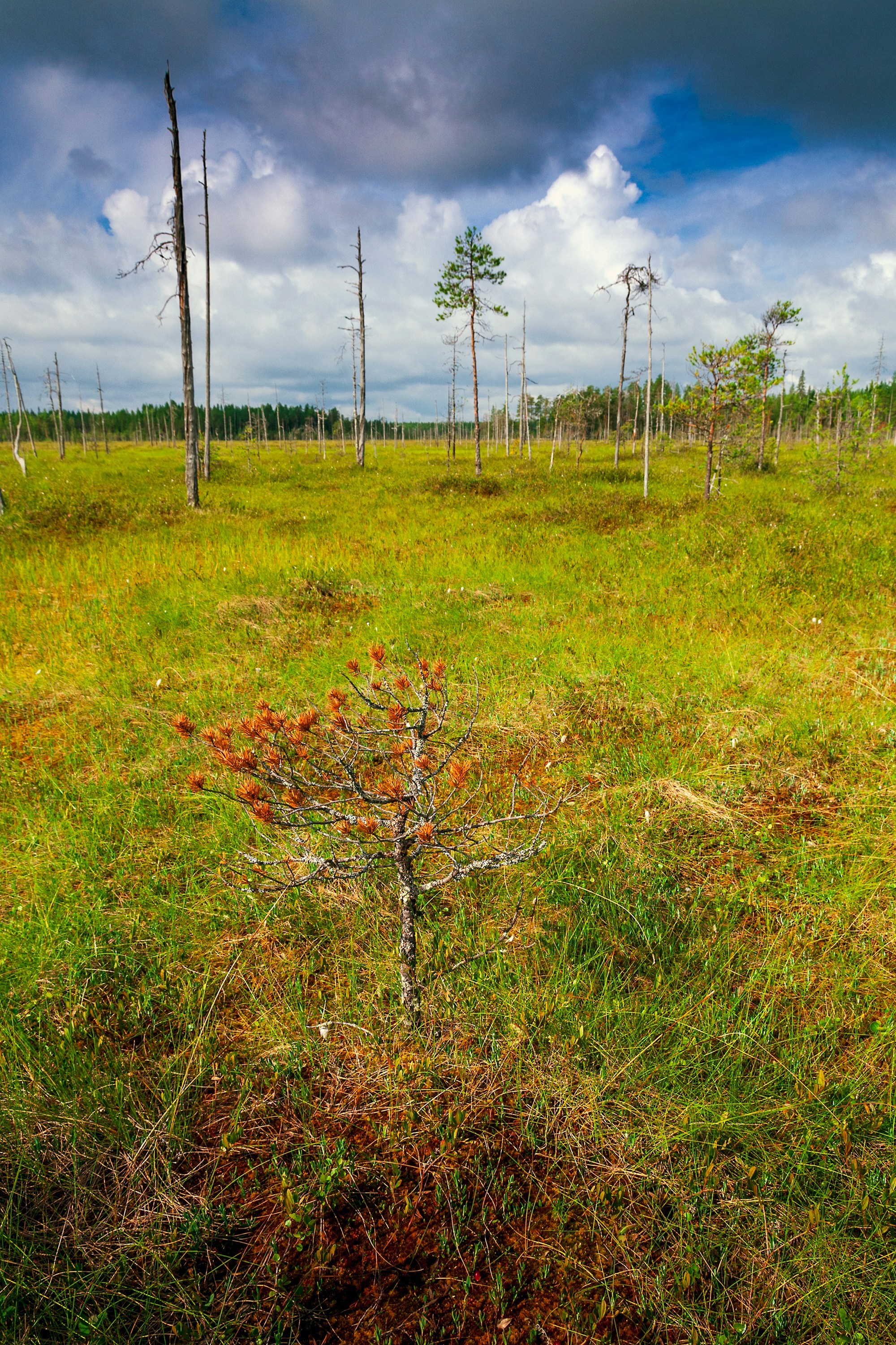 A field with power lines and trees photo – Free Swamp Image on Unsplash