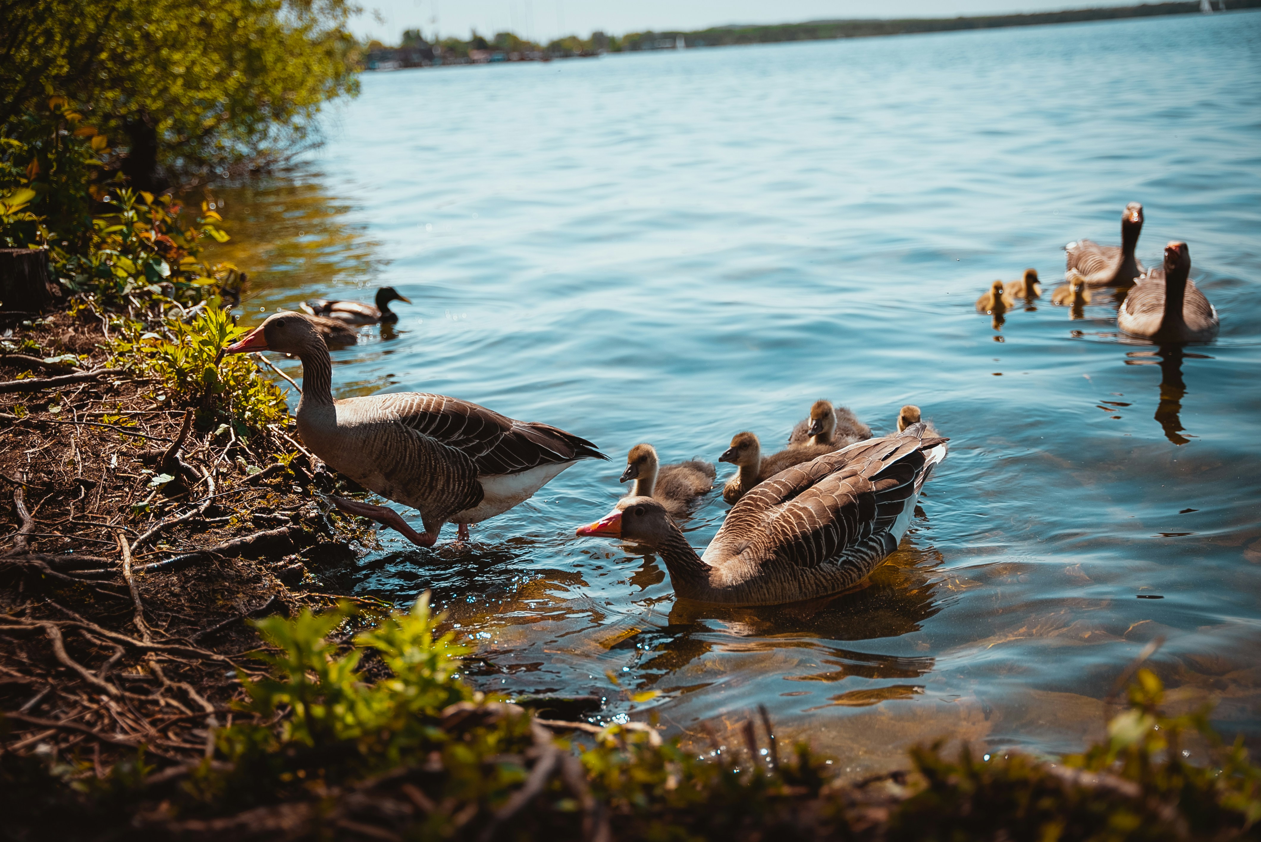 Serene Waterside Gathering