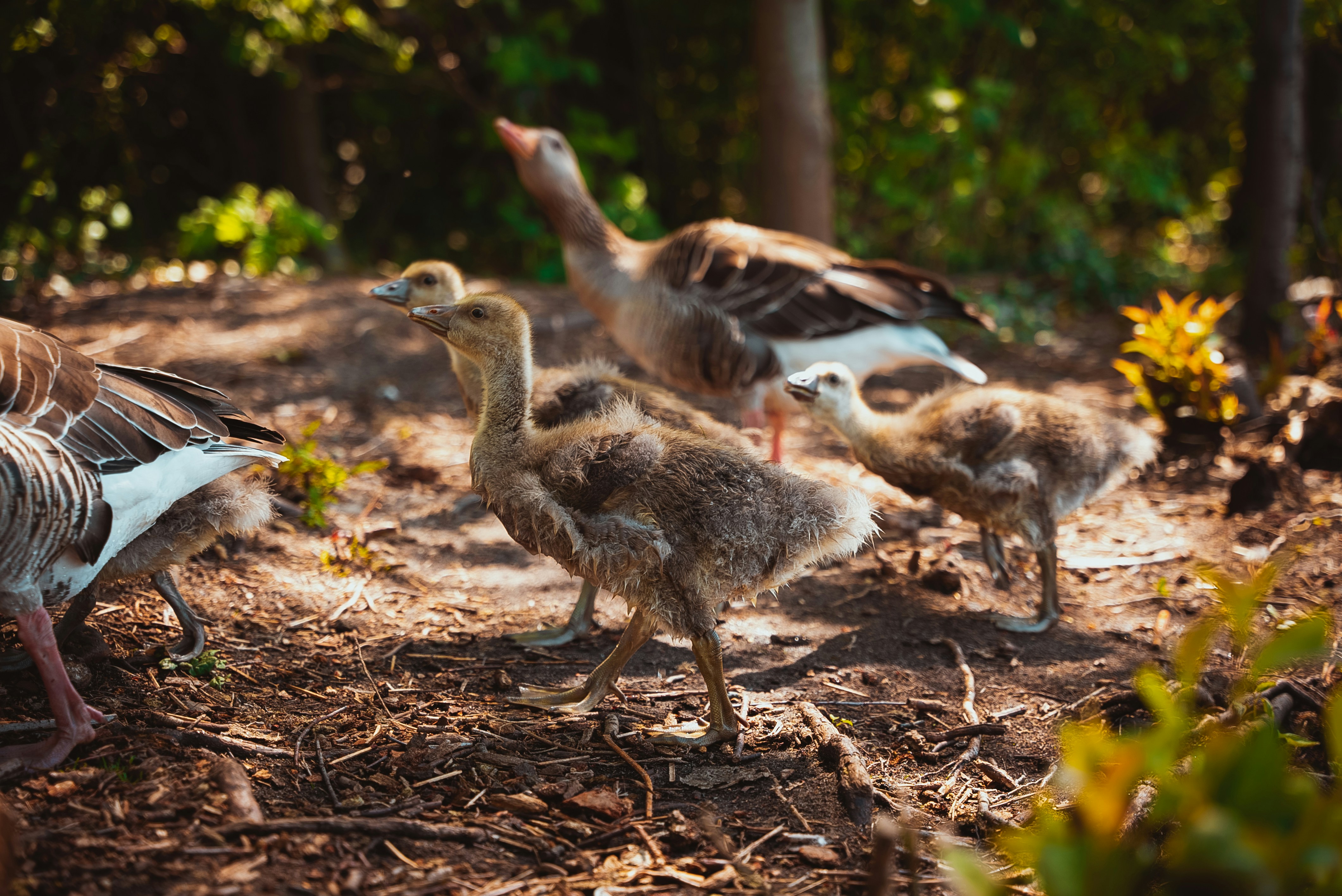 Sunlit Gosling Parade in a Dappled Forest Clearing