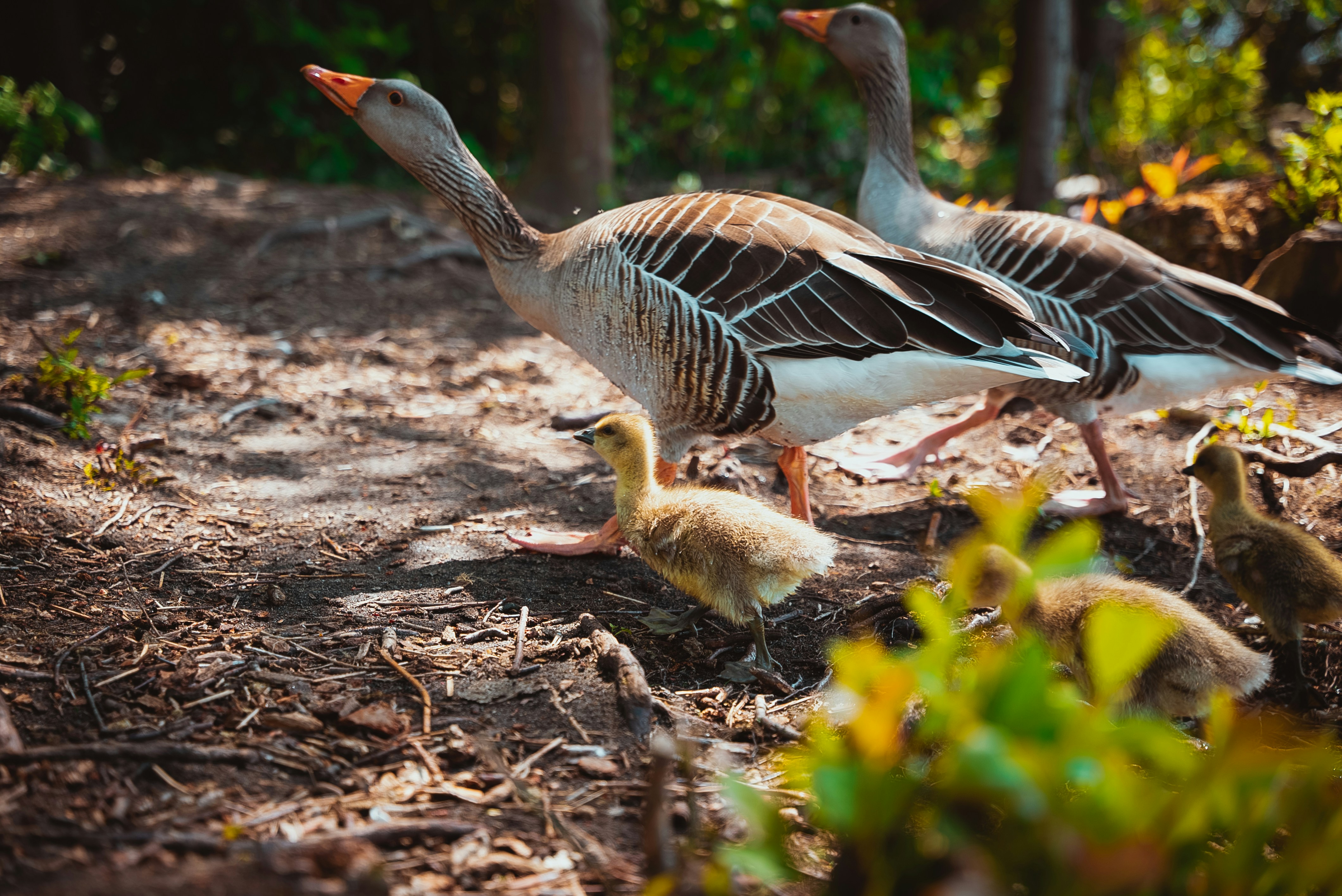 a group of ducks