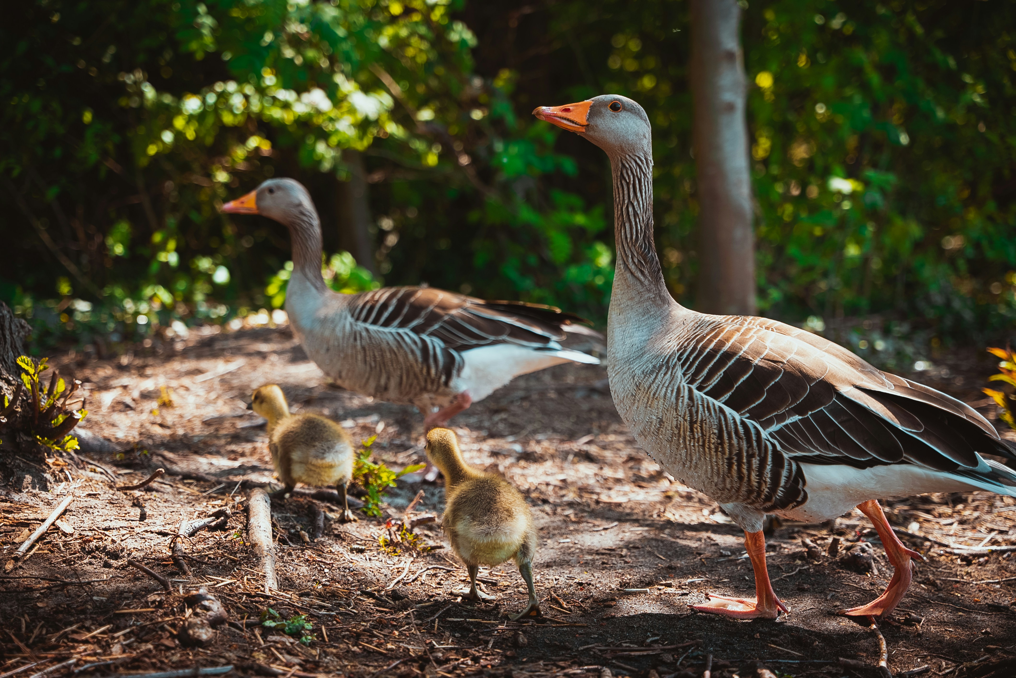 Dappled-Light Greylag: A Mother Goose Leads Her Goslings