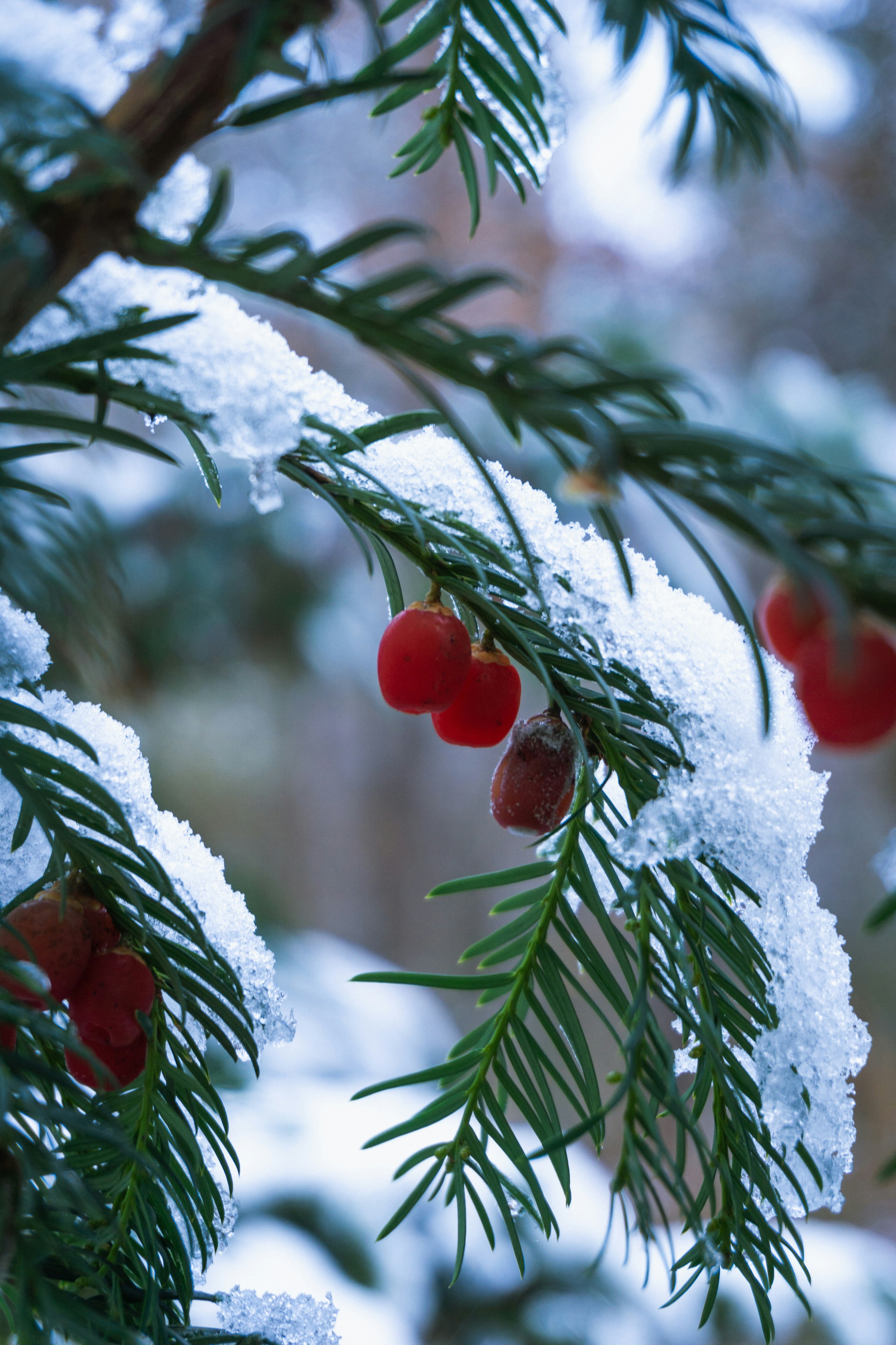 Crimson Beads on Snow-Kissed Yew Needles