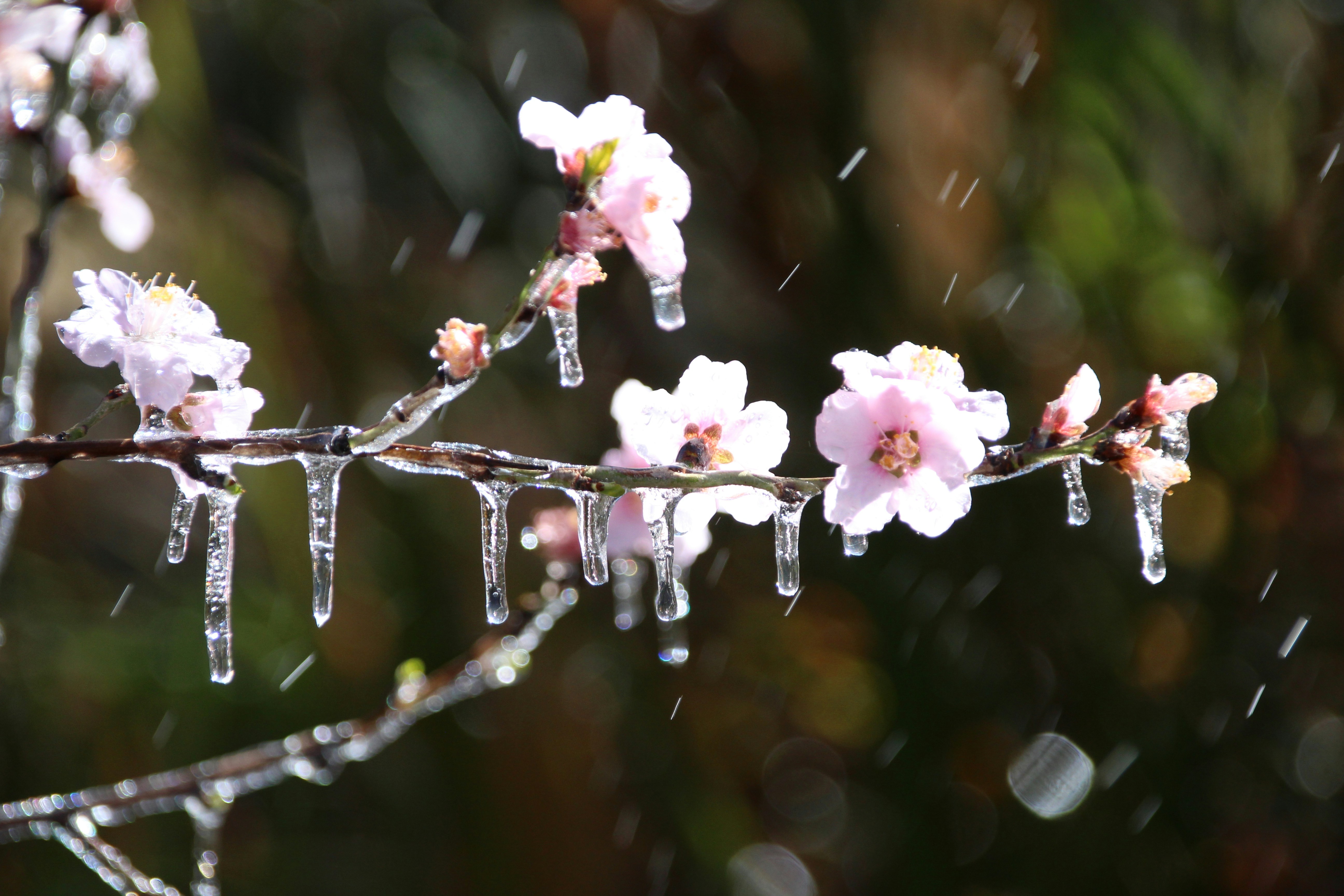 Frost-kissed Pink Blossoms on a Glinting Icicle Branch