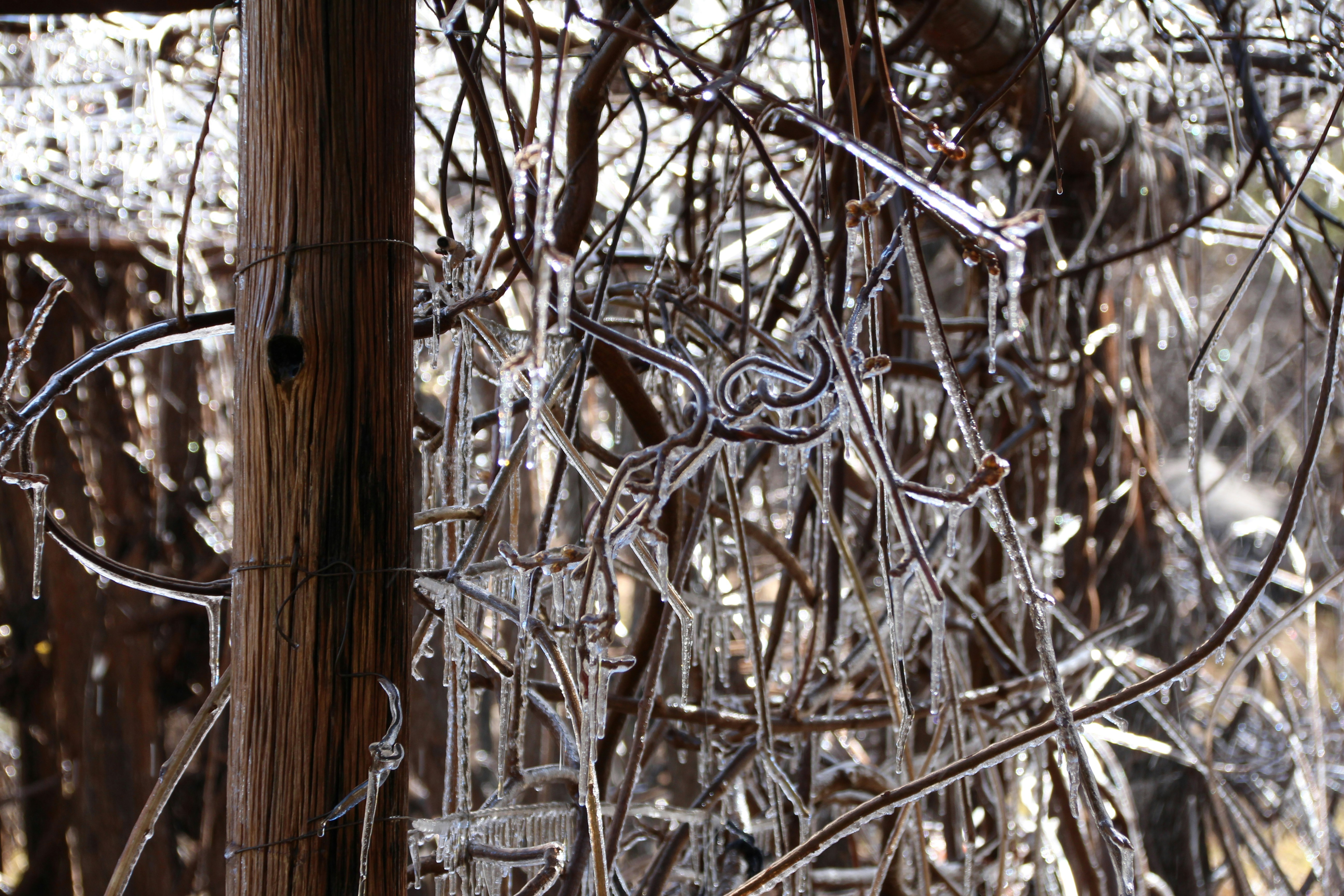 A close up of a tree branch photo – Free Vanderkloof Image on Unsplash