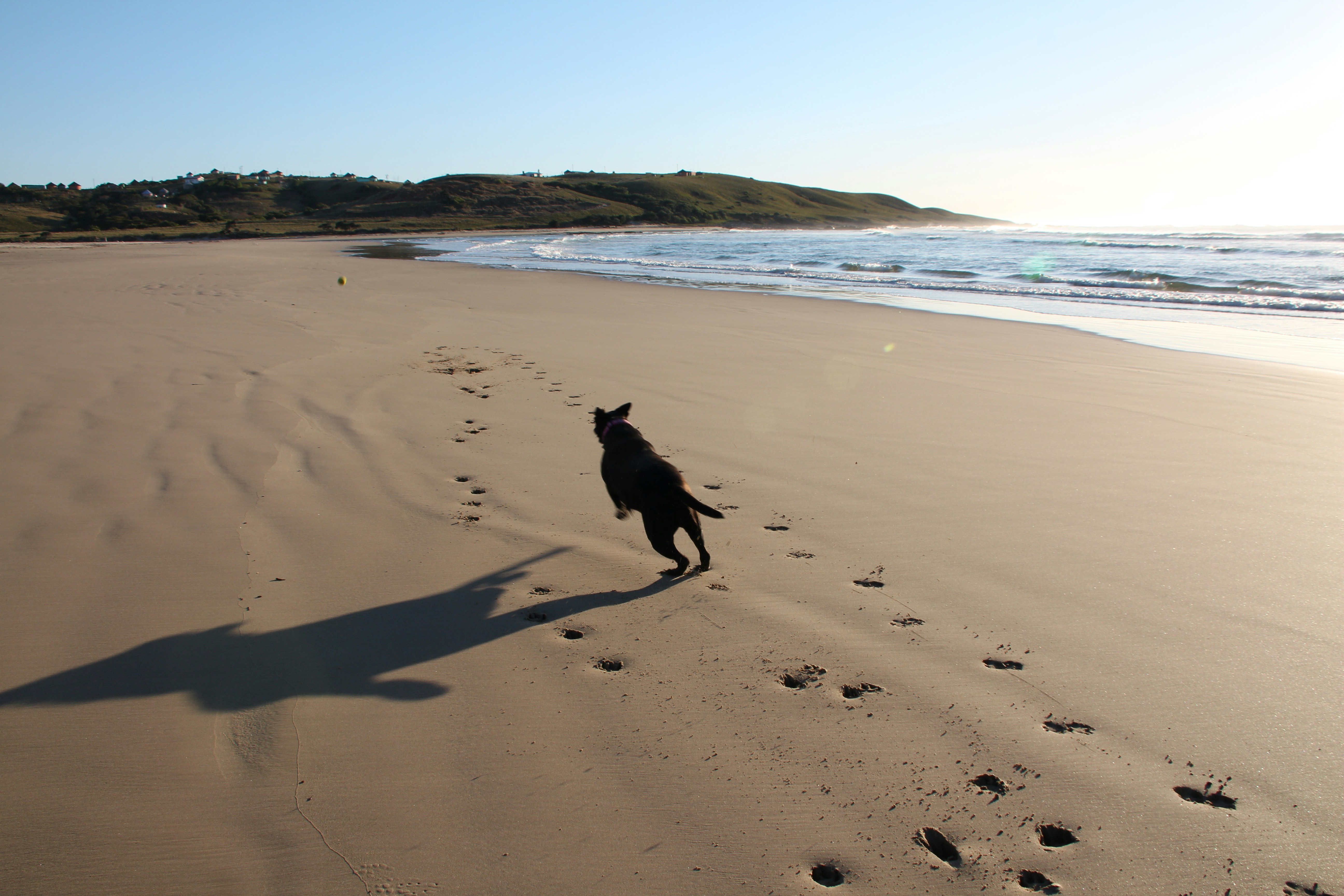 A dog jumping on a beach photo – Free Ndumbi Image on Unsplash
