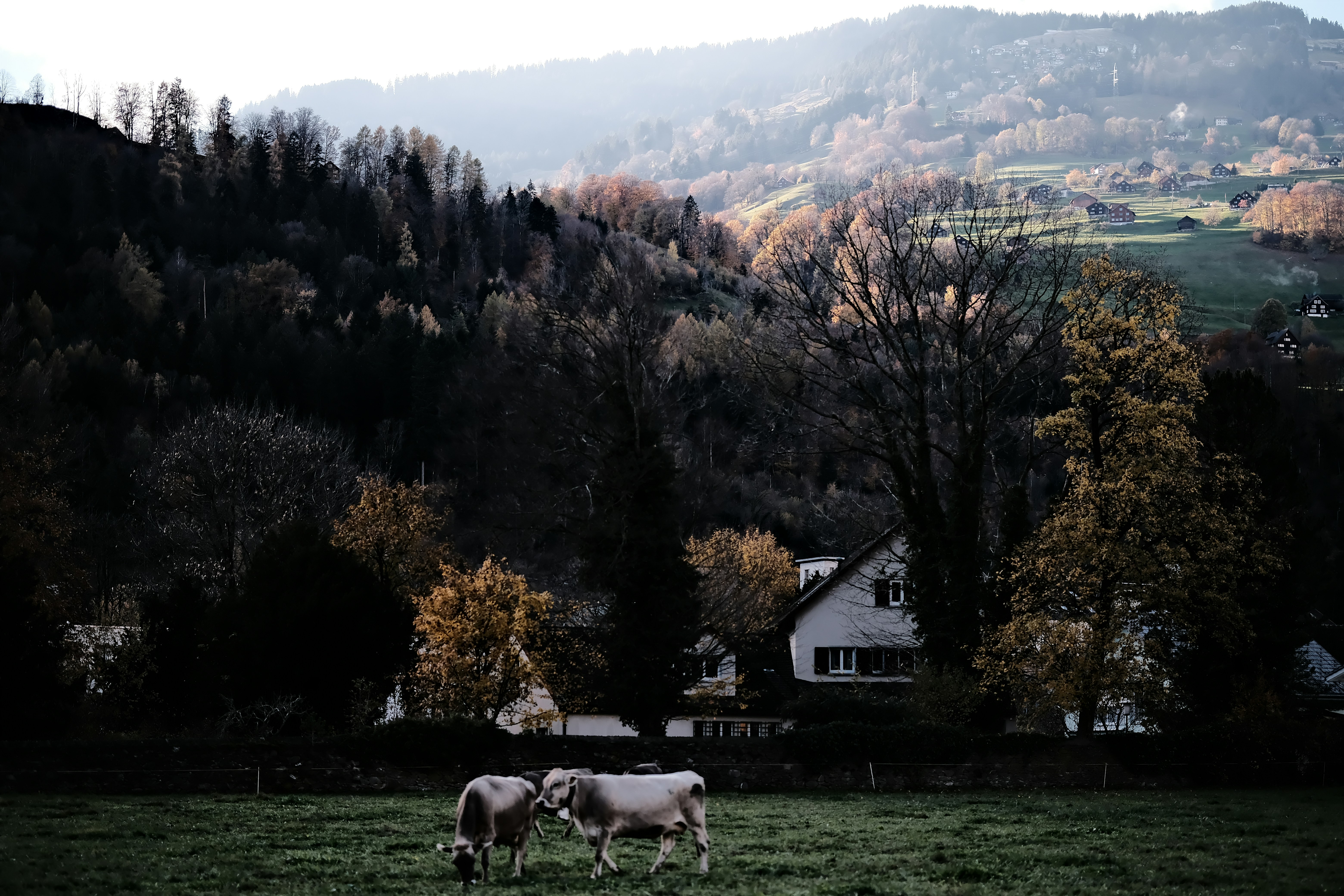 Cows in a Quiet Meadow Framed by Autumn Hills