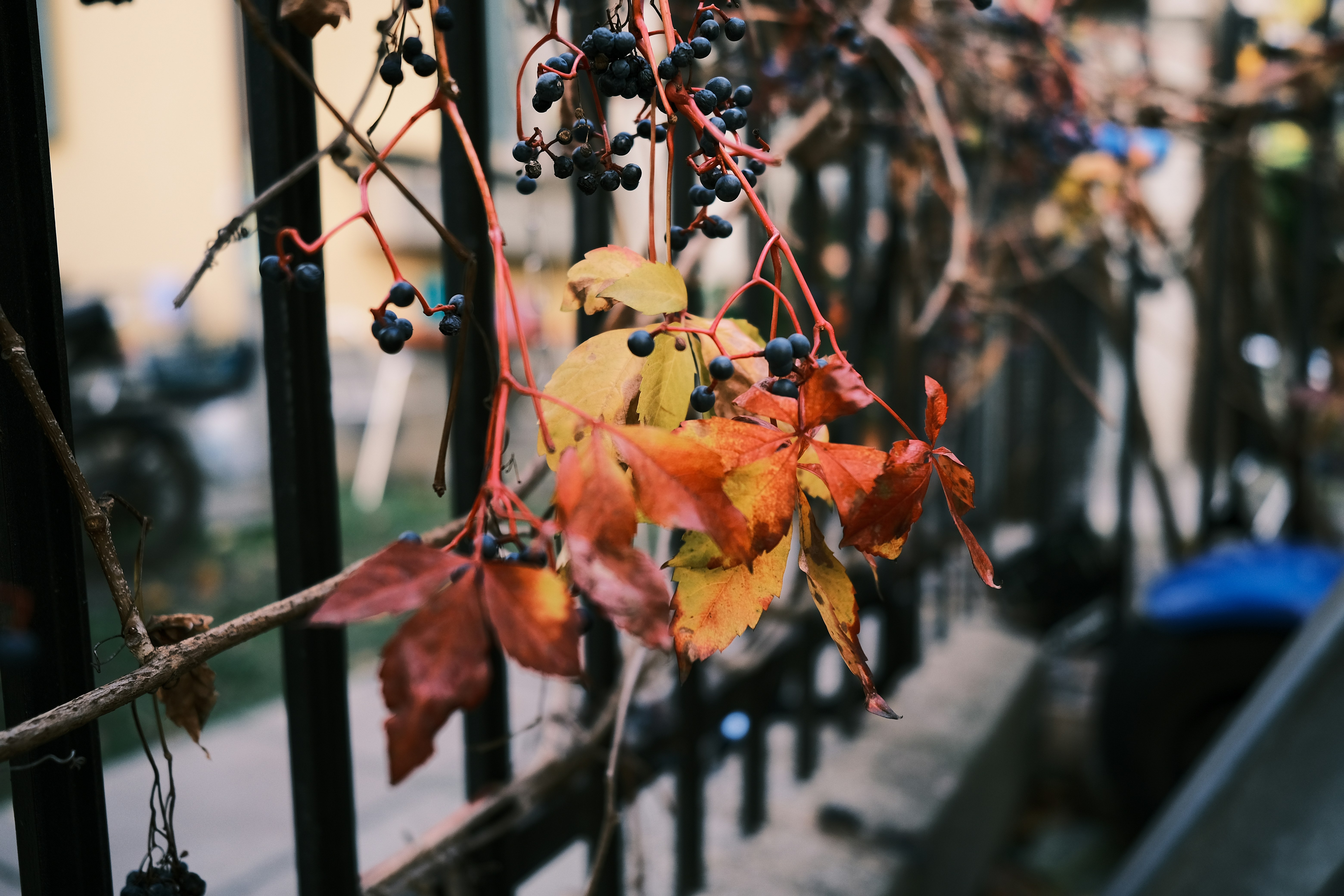 Crimson Leaves Framing a Quiet Railing in Soft Urban Light