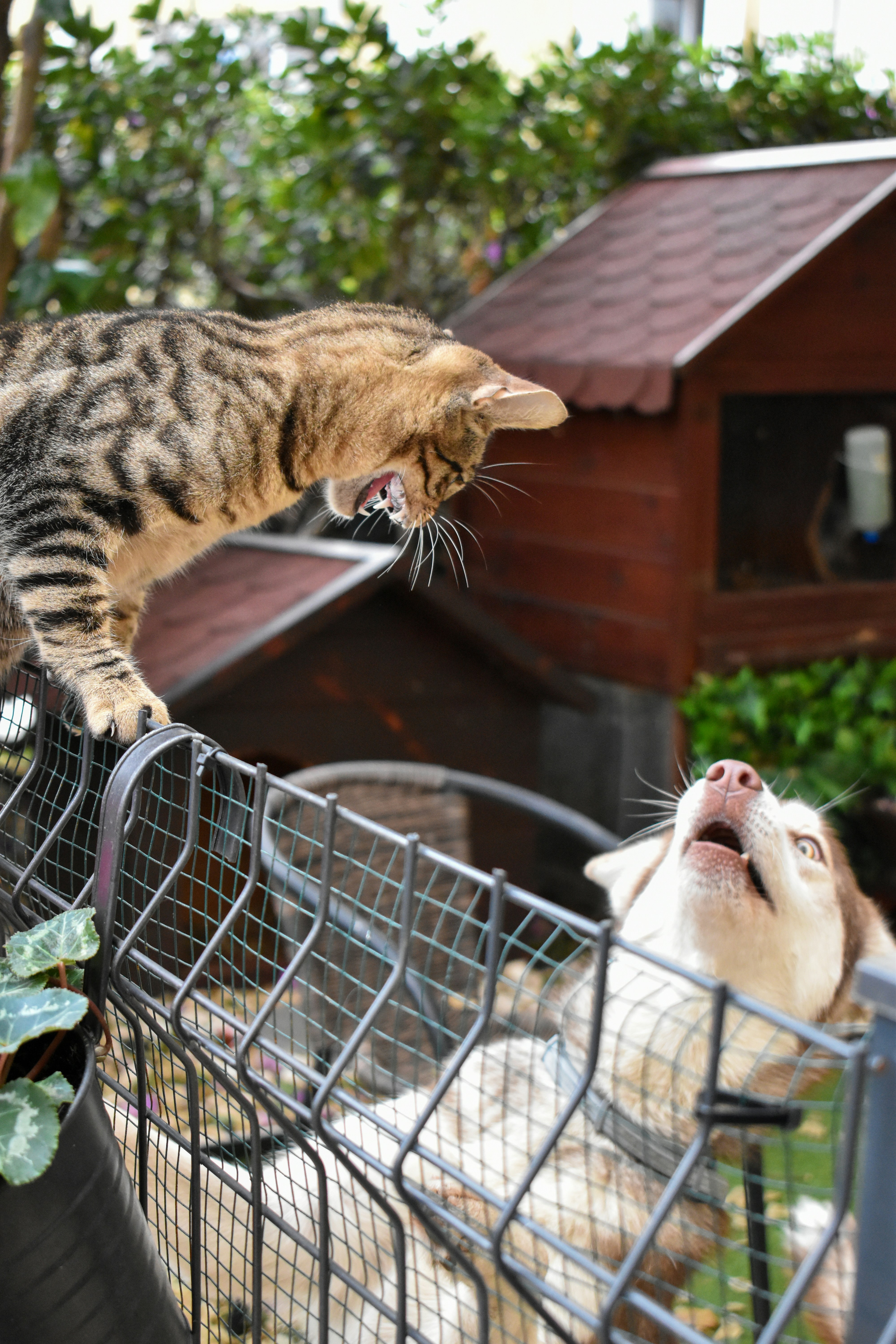 A playful tabby cat confronts a curious dog over a fence, showcasing their unique expressions and interaction. The scene captures the essence of animal curiosity and companionship.