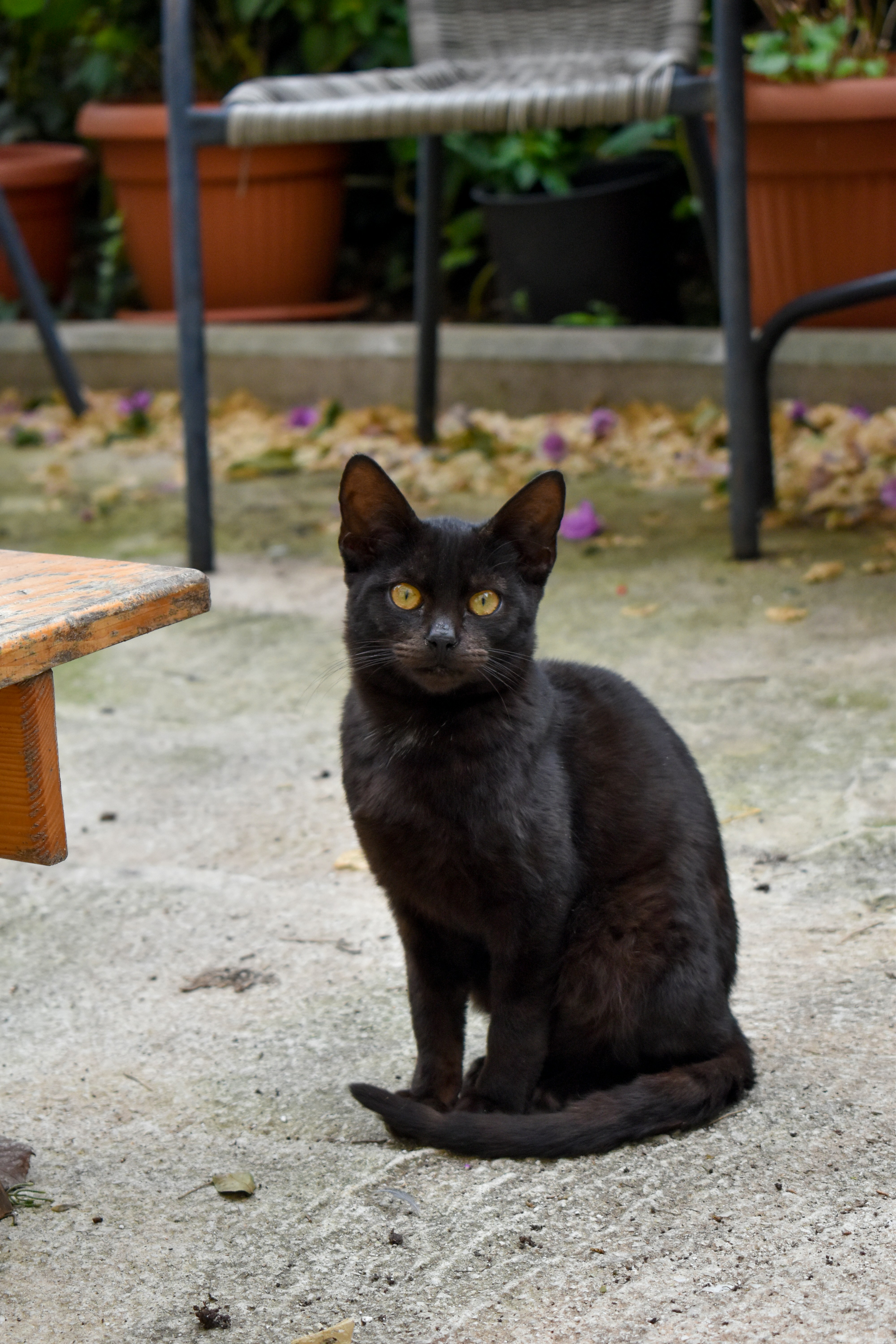 A black cat sits on a gravel patio with potted plants and garden furniture in the background, its amber eyes focused toward the camera. This is a photographic capture of a pet in an outdoor courtyard.