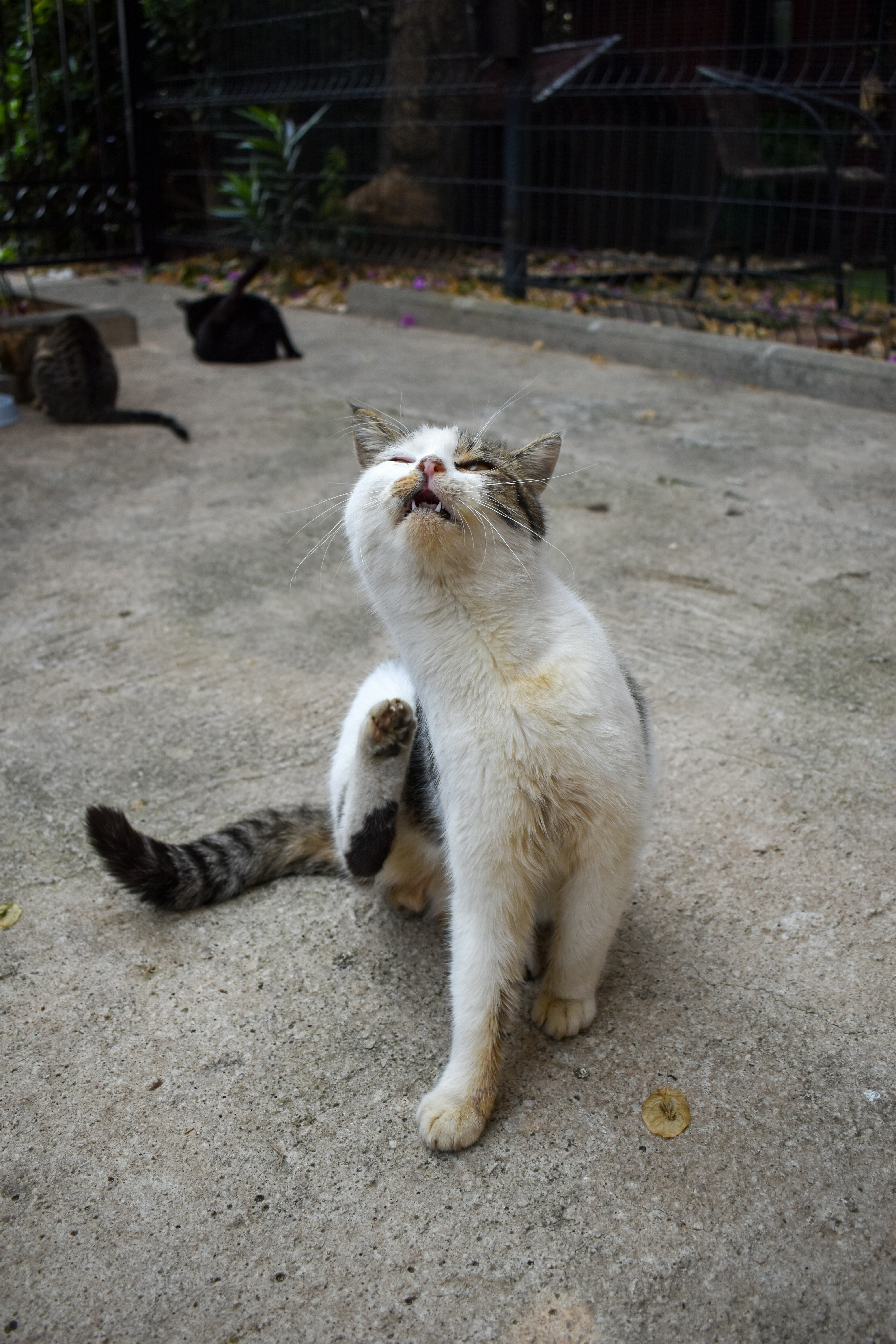 A playful cat scratching itself while standing on a concrete surface, surrounded by other cats in the background. The scene captures a candid moment of feline behavior.