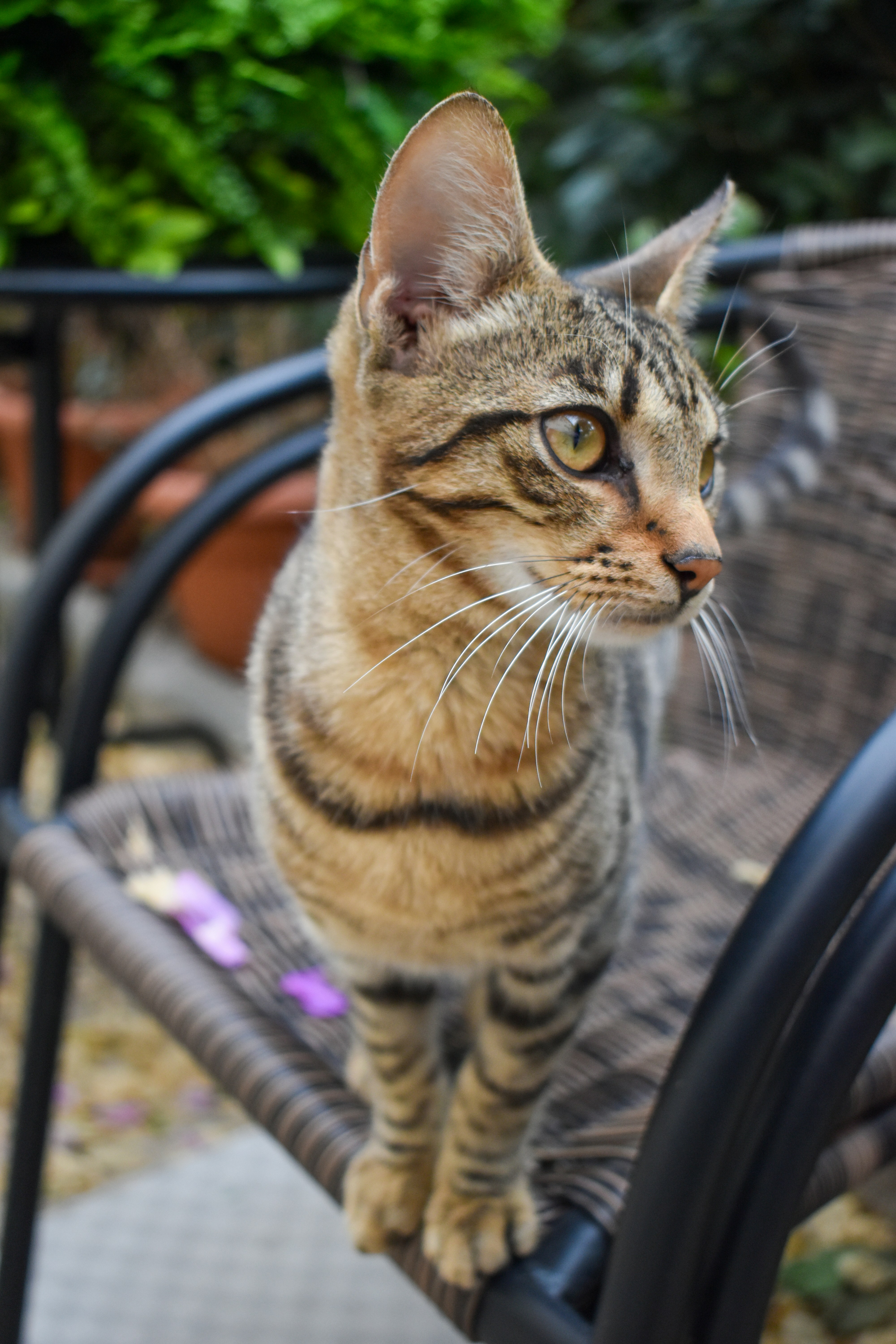 Focused Feline on a Sunlit Wicker Chair