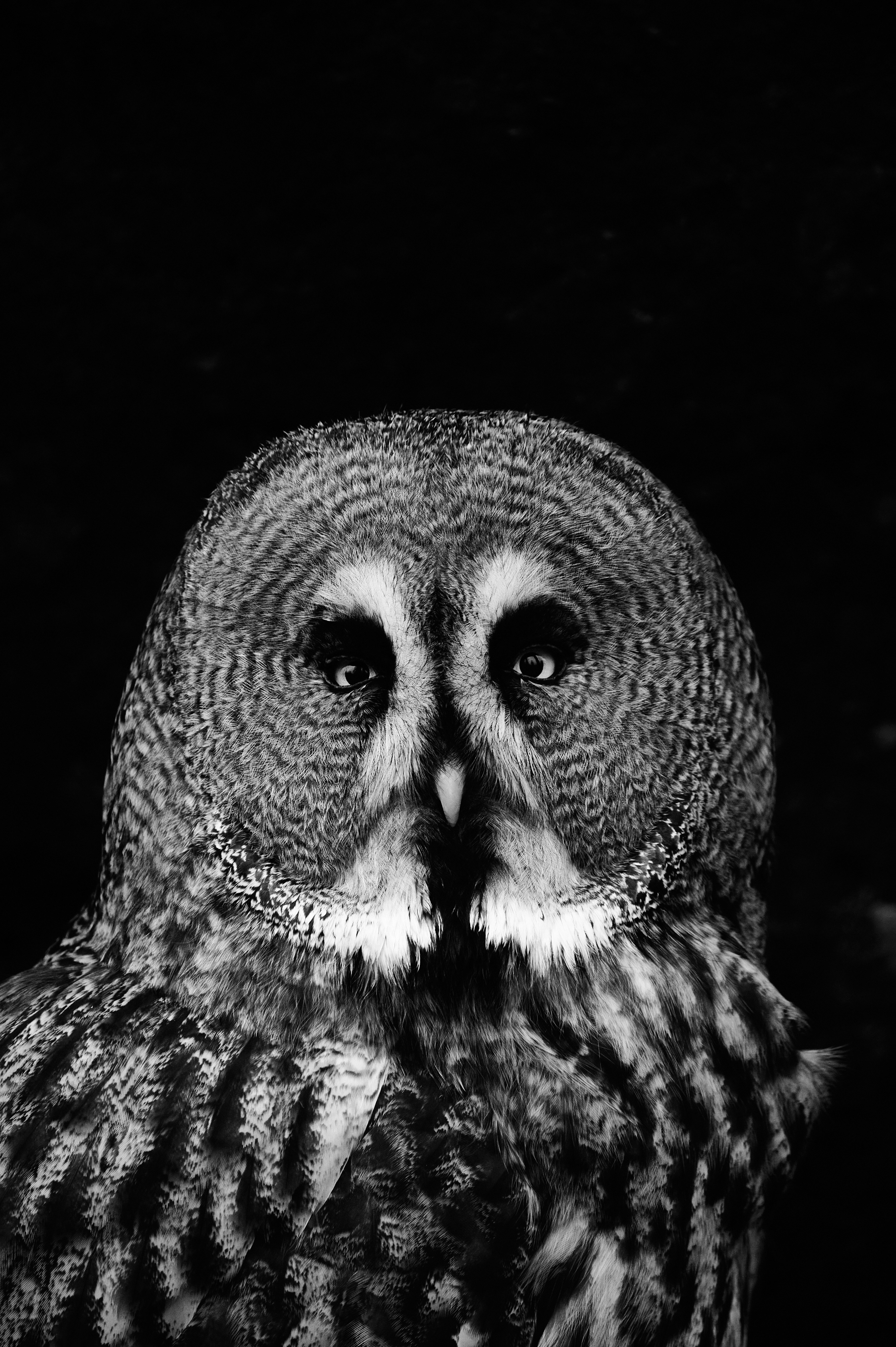 a close up of an owl