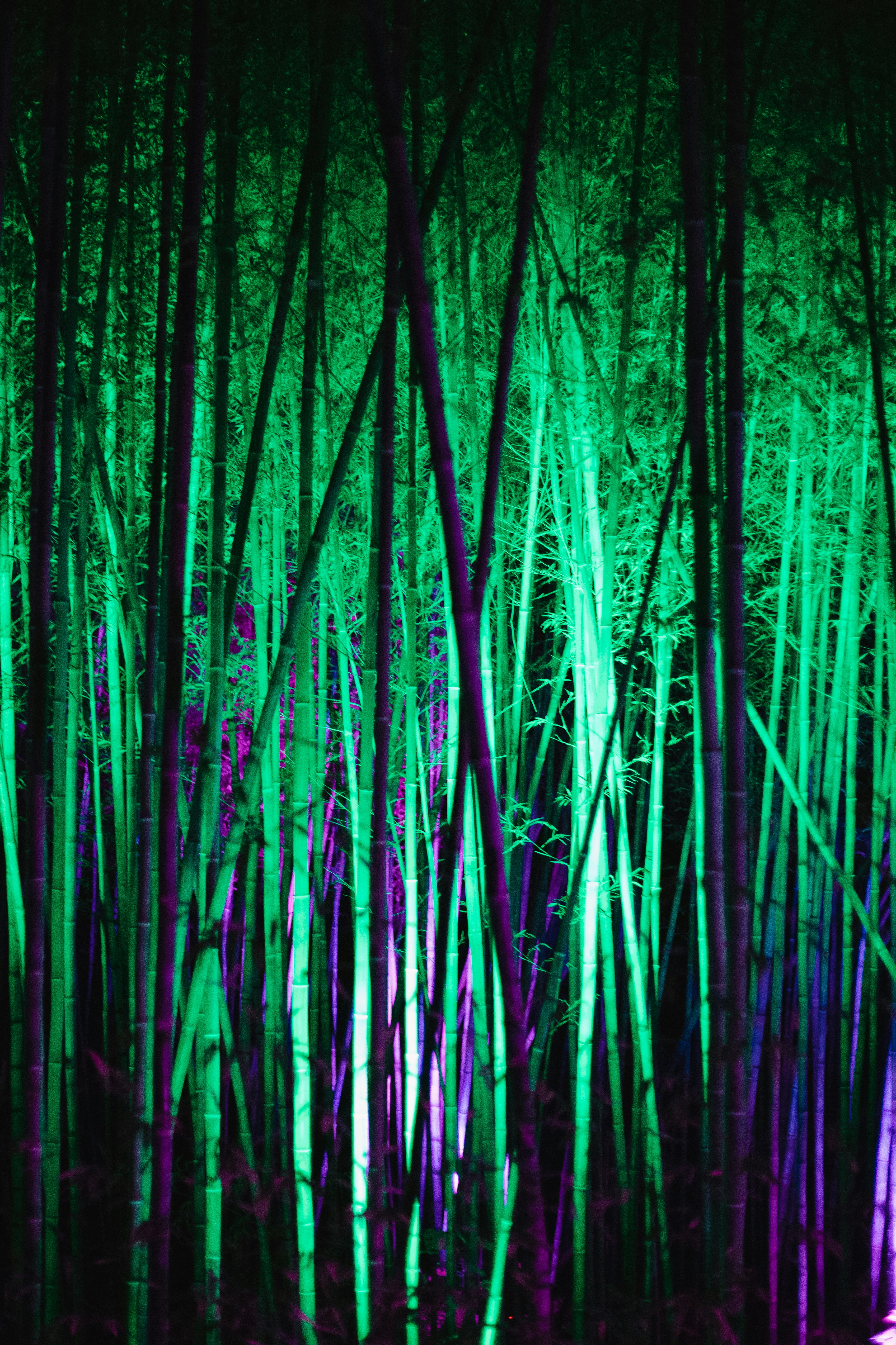Neon Bamboo Corridor: Vertical Luminescence in a Green-Violet Night Forest