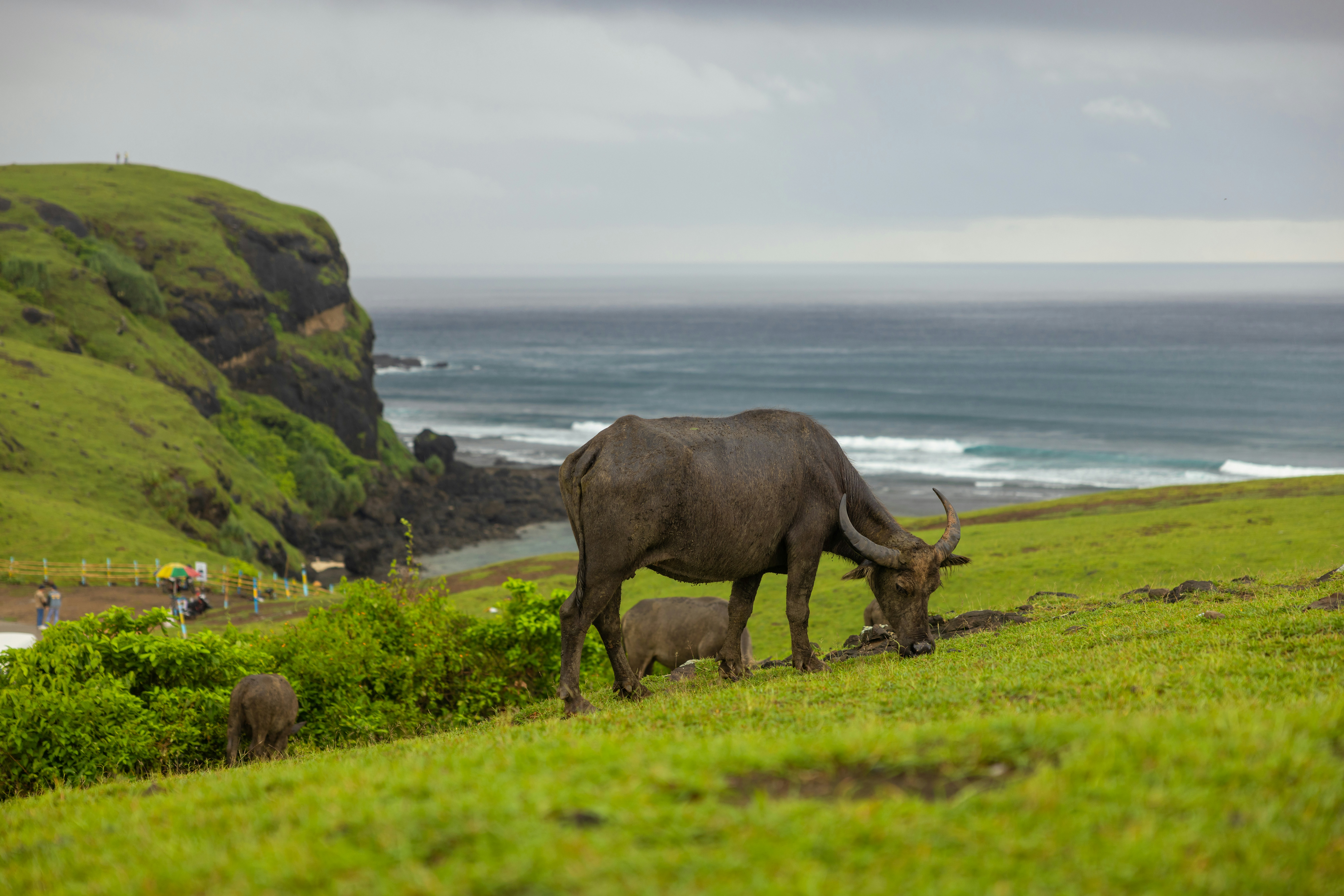 Water buffalo and calf grazing on lush green hills with a coastal backdrop.
