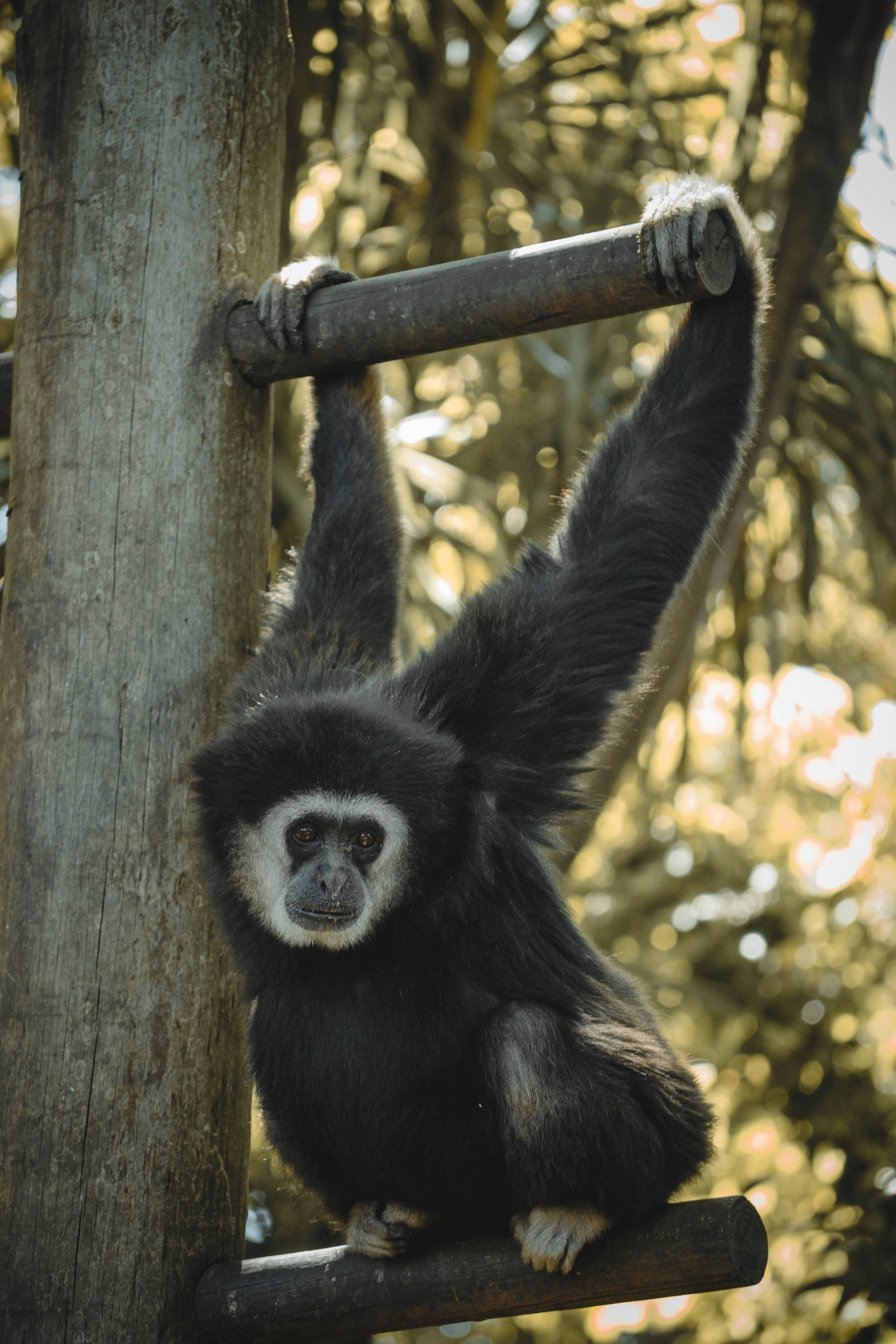 A monkey from a tree photo – Free Portugal Image on Unsplash