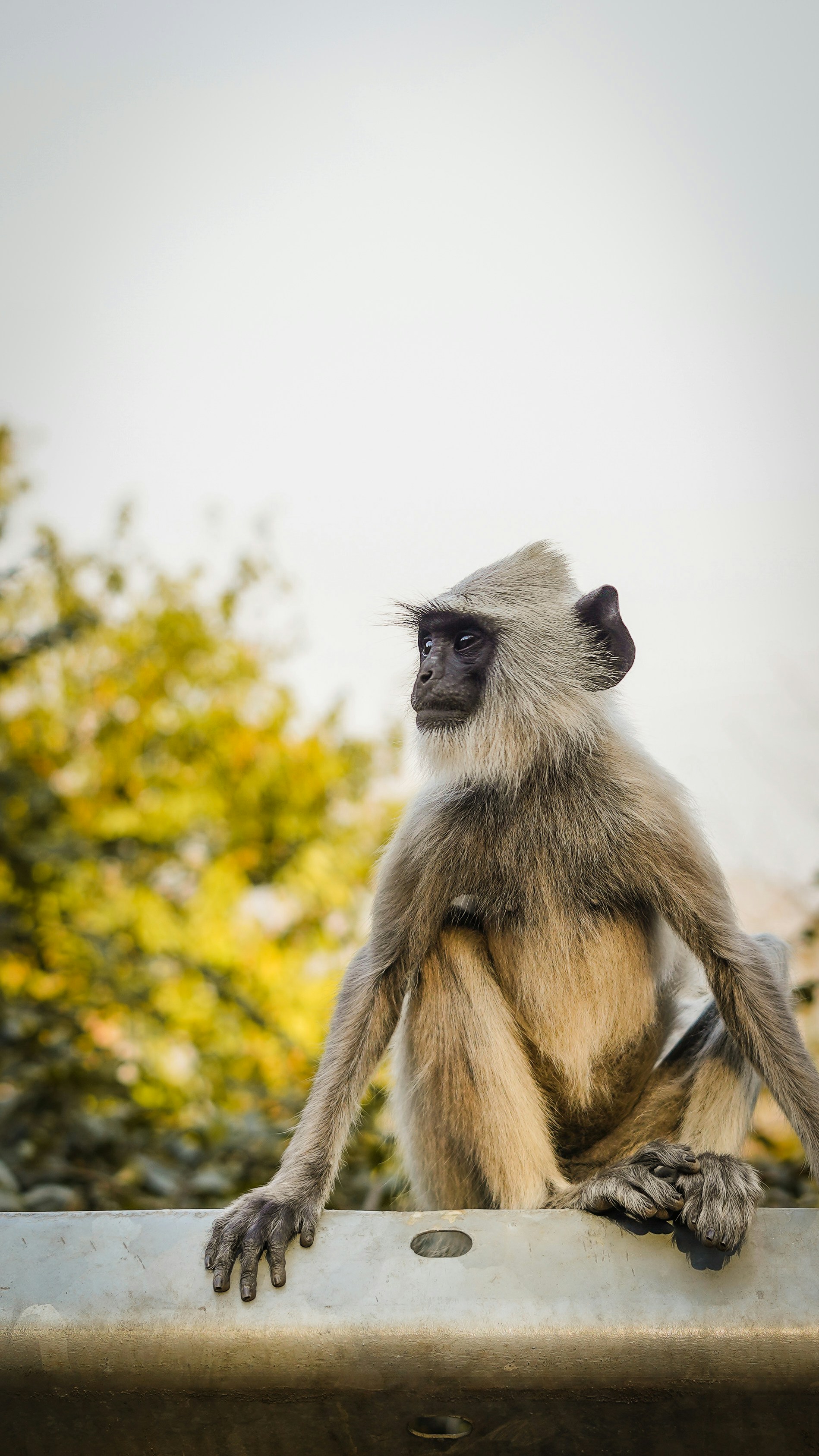 A monkey sitting on a ledge photo – Free Monkey Image on Unsplash
