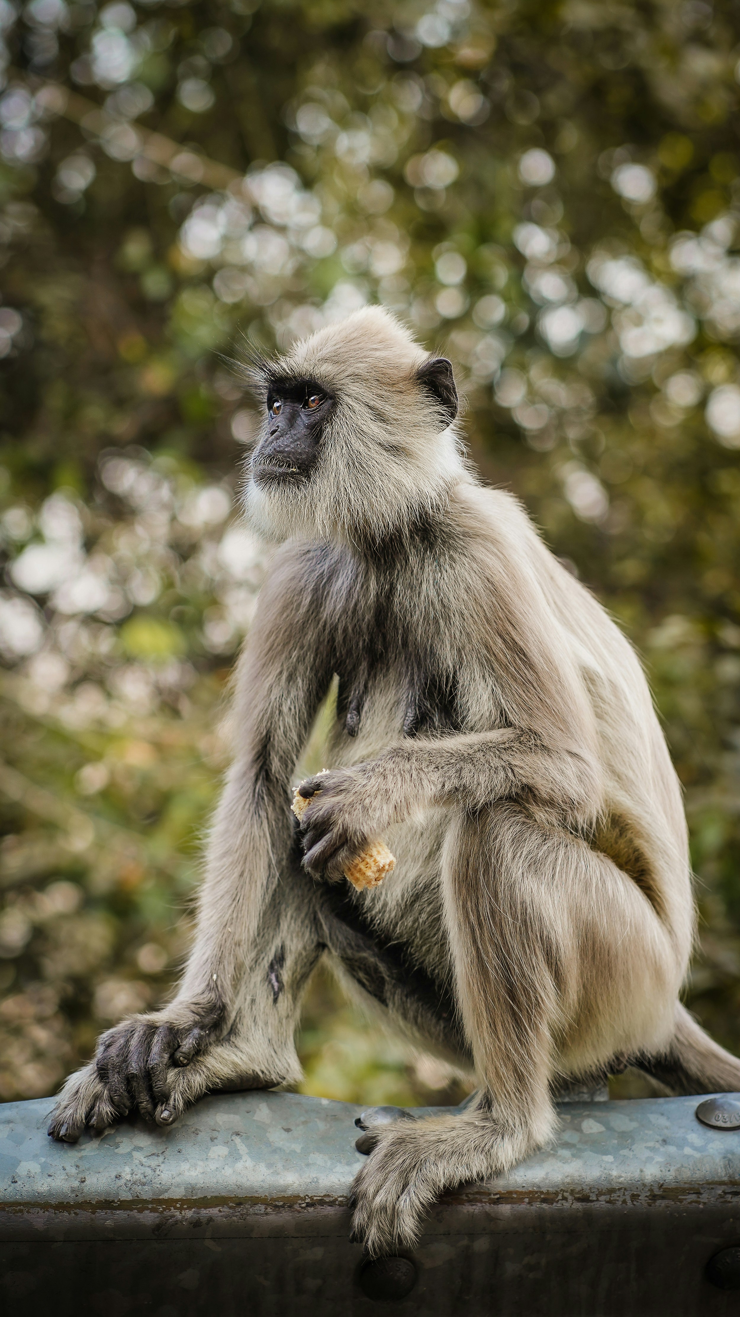 A monkey sitting on a ledge photo – Free Nature Image on Unsplash