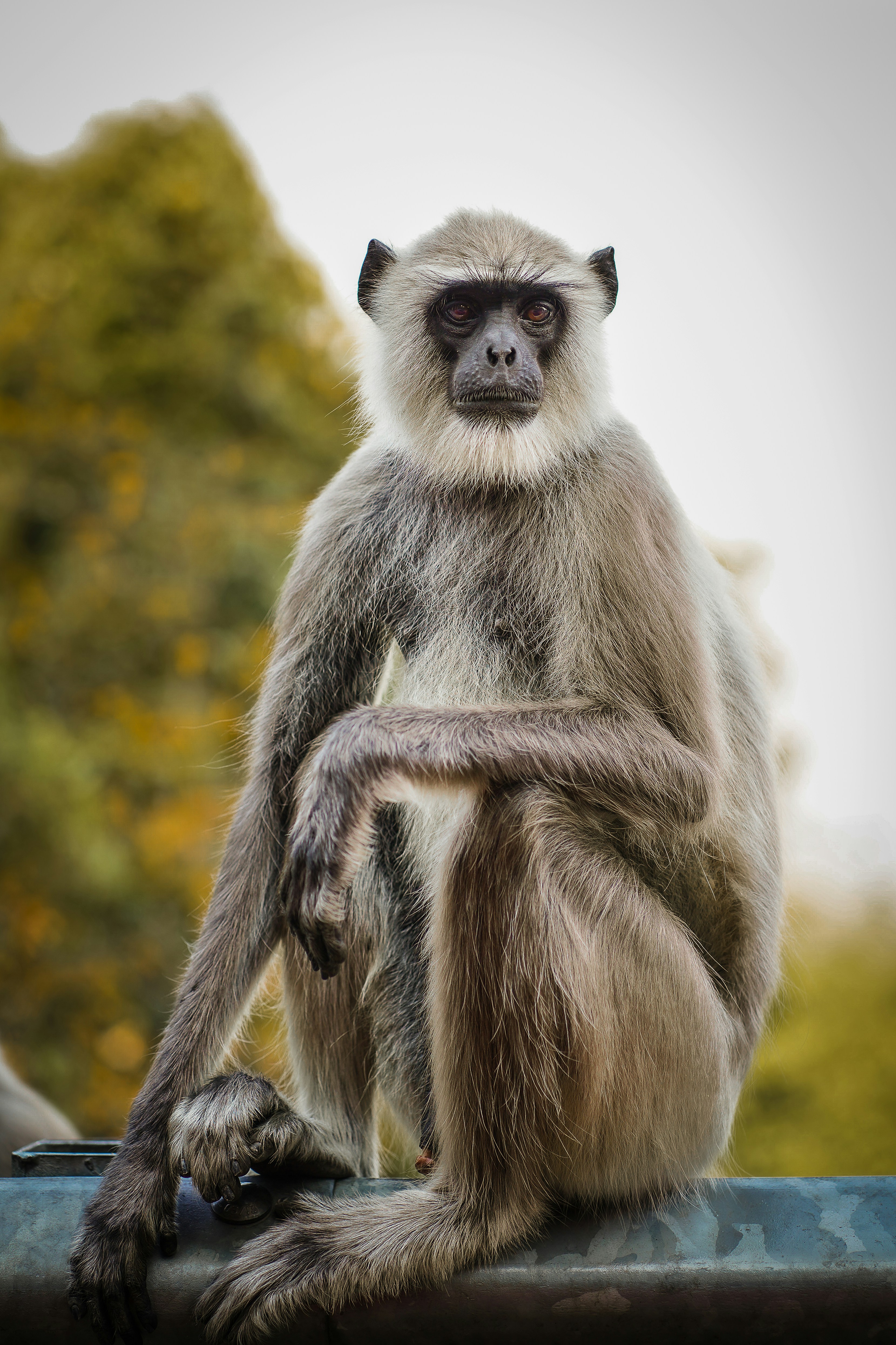 30k+ Langur Monkey Pictures | Download Free Images on Unsplash
