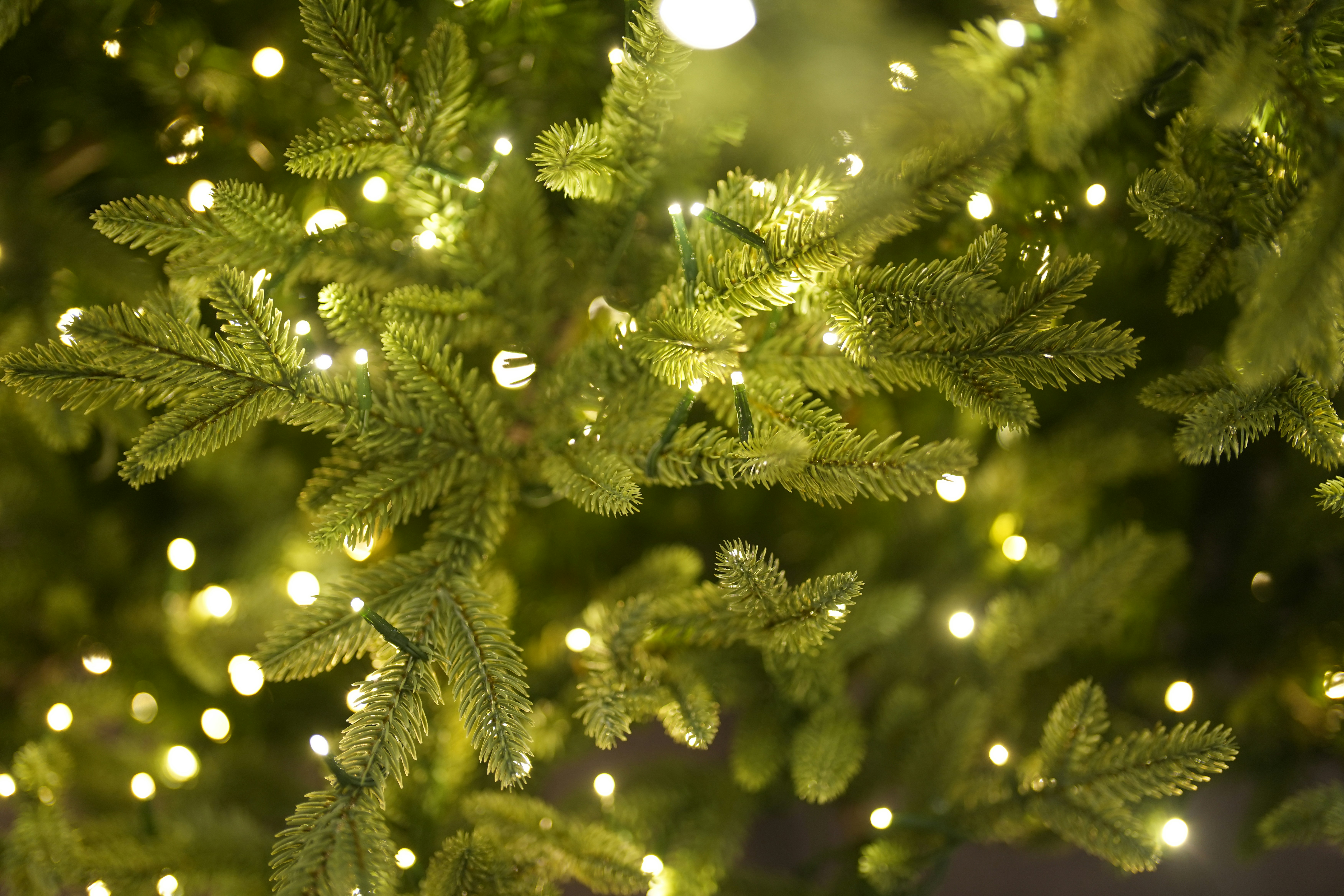 A tree with lights on it photo – Free Tree Image on Unsplash