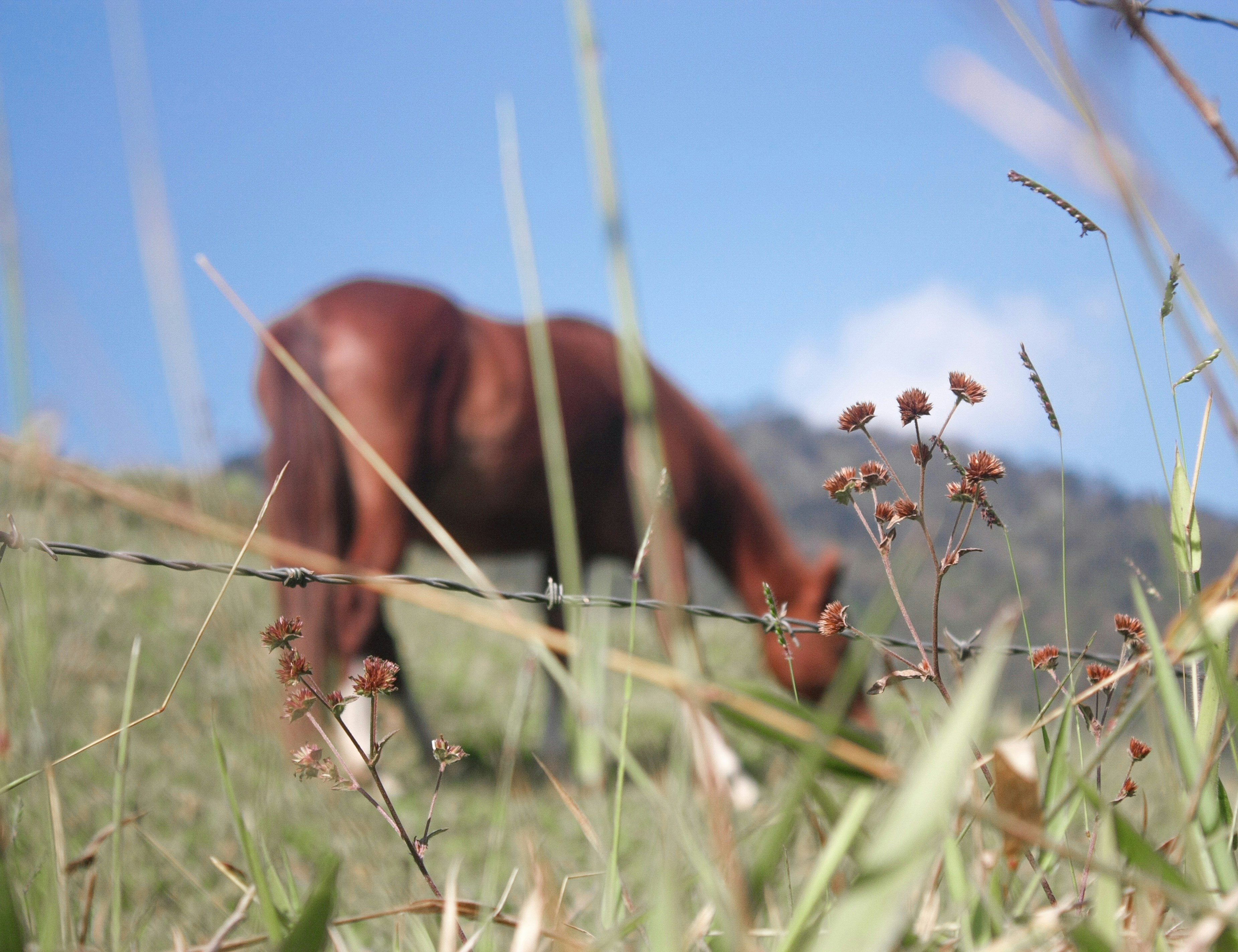 A quiet horse enjoying his feeding time on a sunny day.