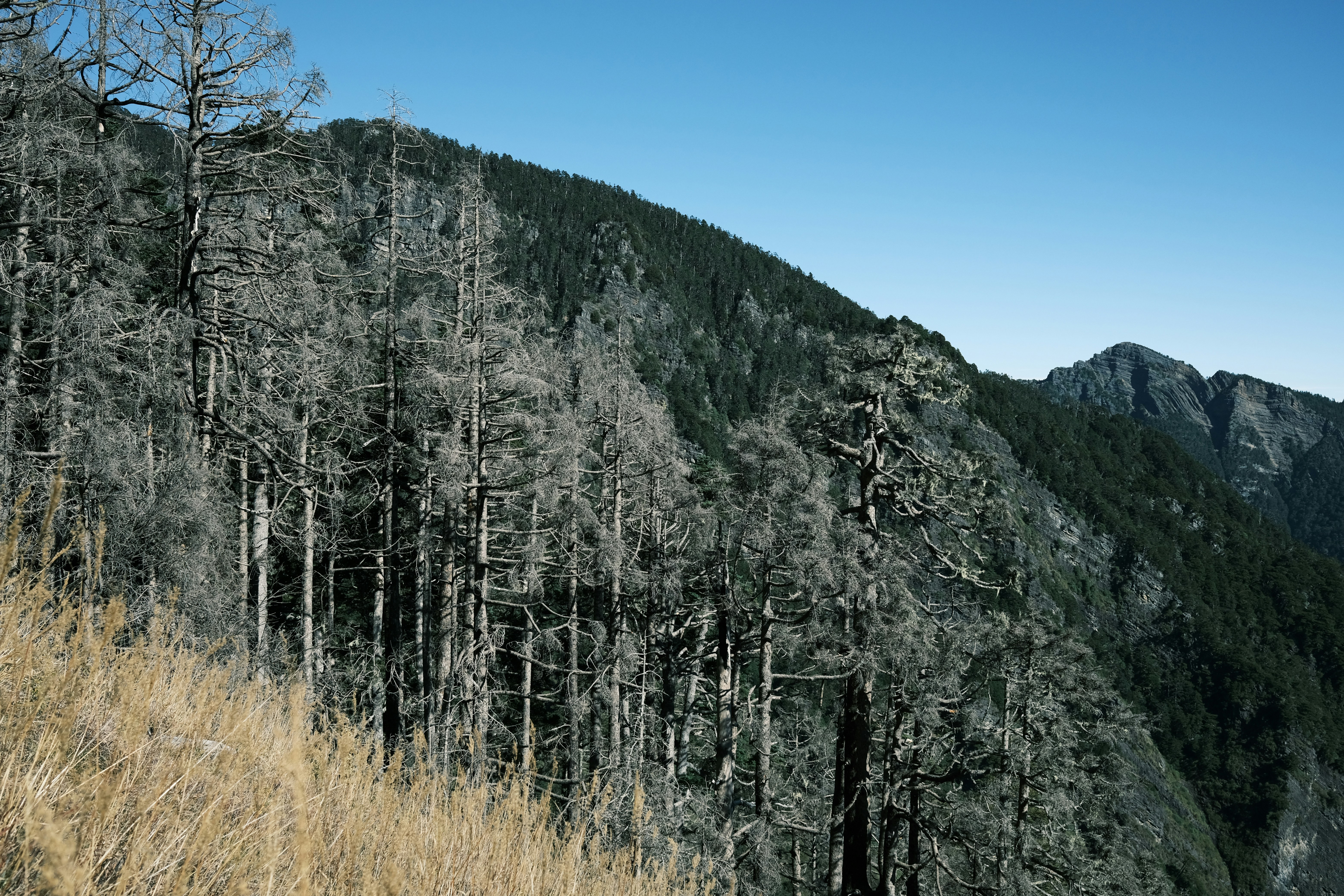 Sparse pine trees cling to a rugged mountainside under a clear blue sky.