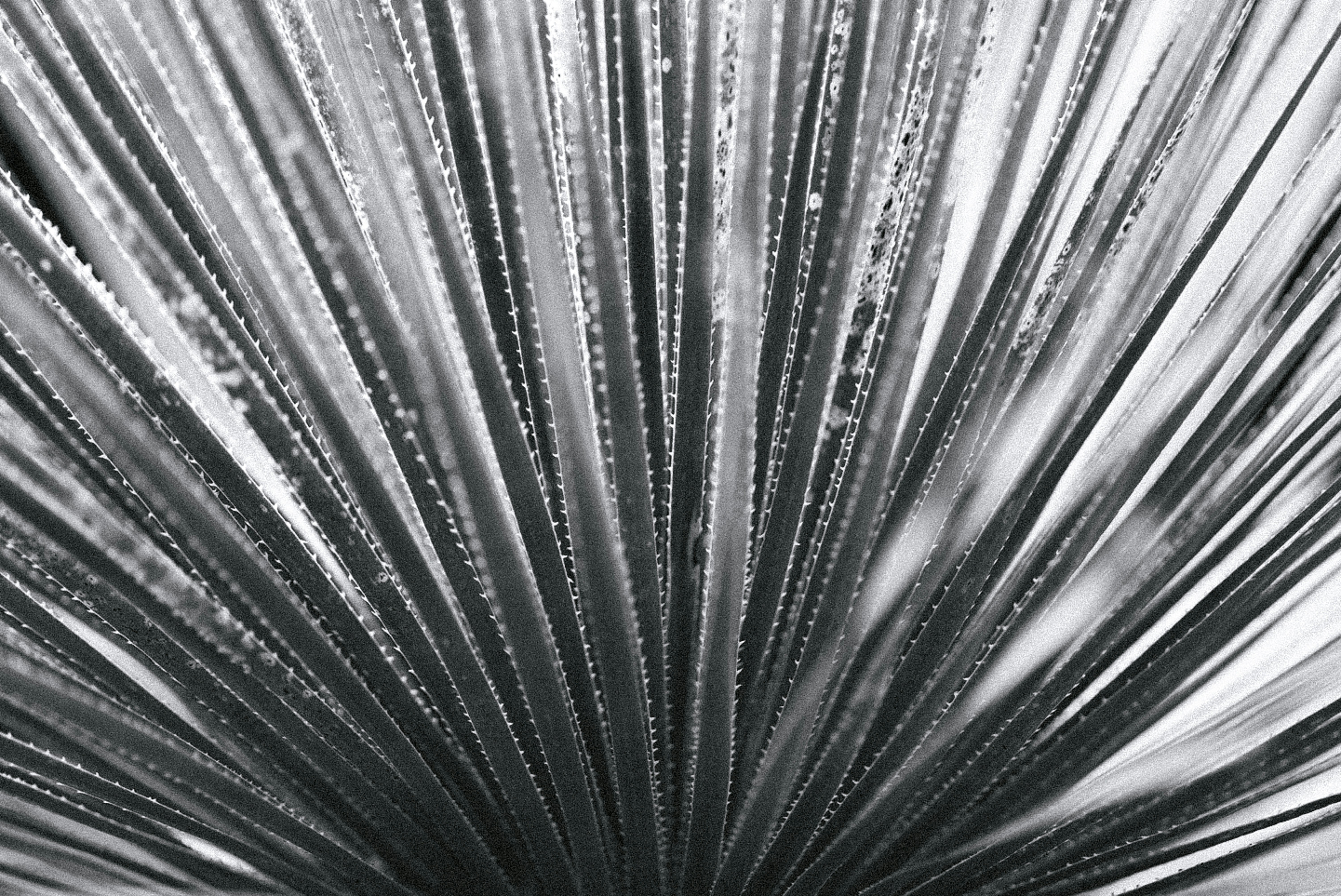 Close-up of a fan palm leaf with dewdrops, showcasing intricate linear patterns.