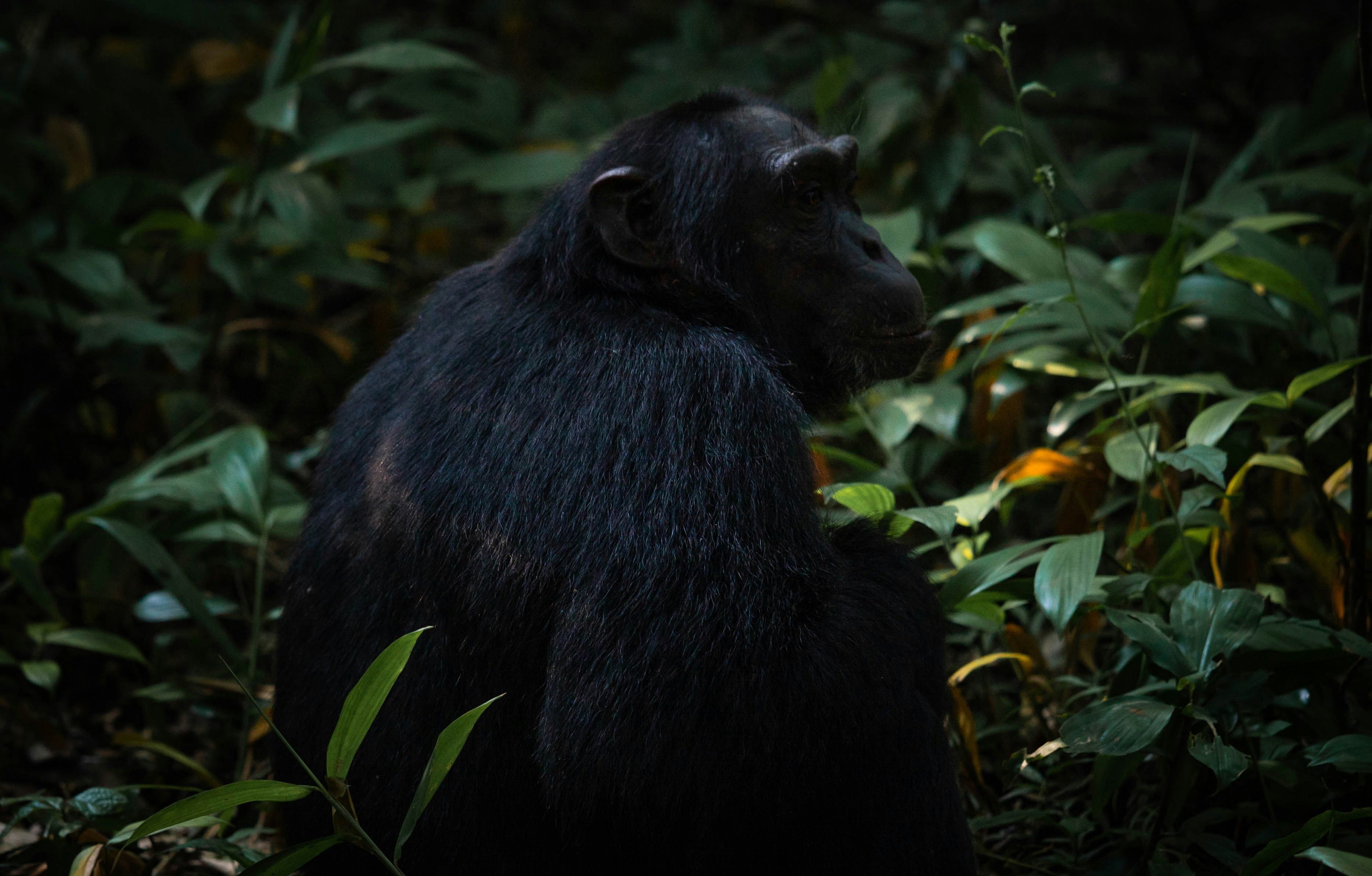 Foto Un mono negro en un bosque – Imagen Fauna silvestre gratis en Unsplash
