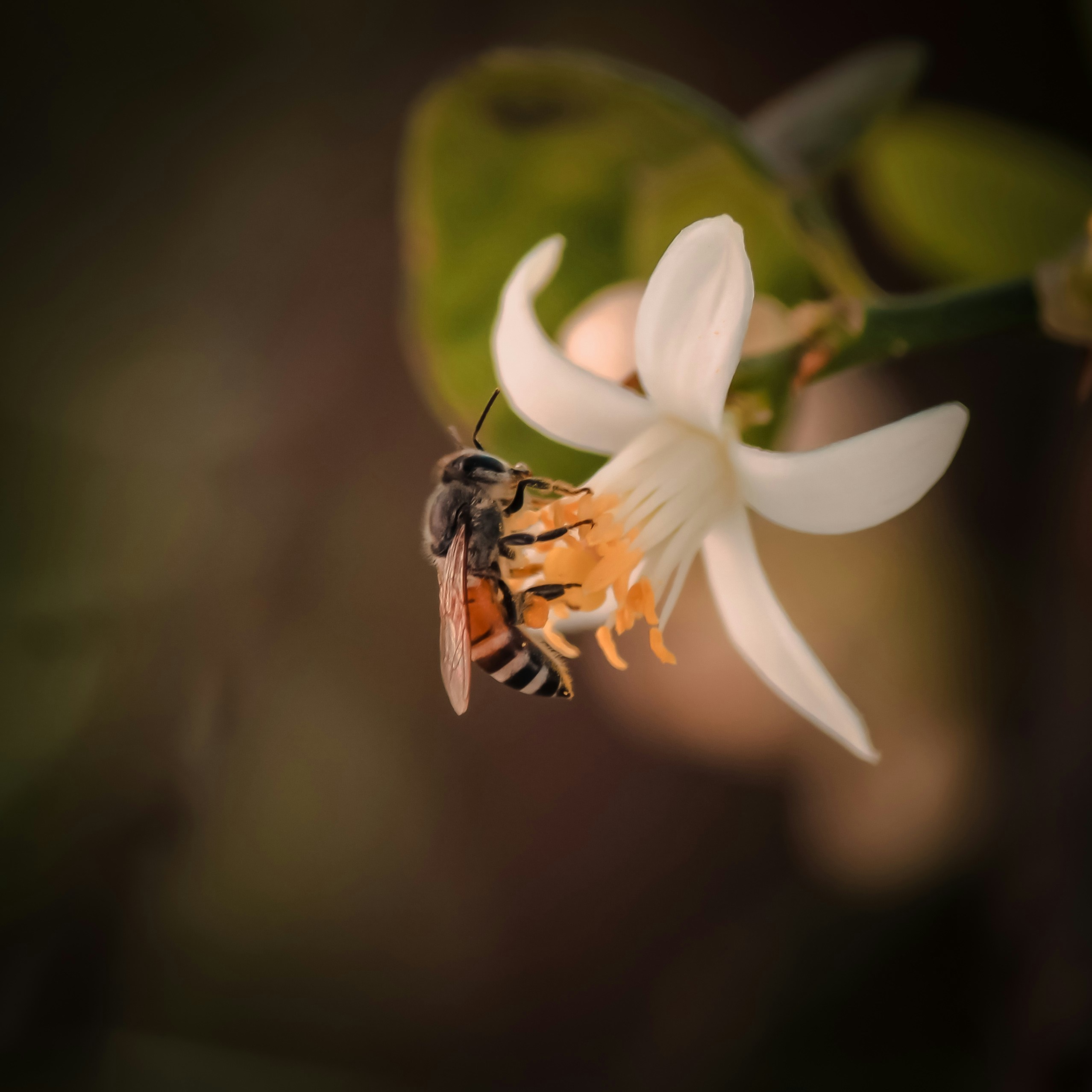 Foto Una abeja en una flor – Imagen India gratis en Unsplash