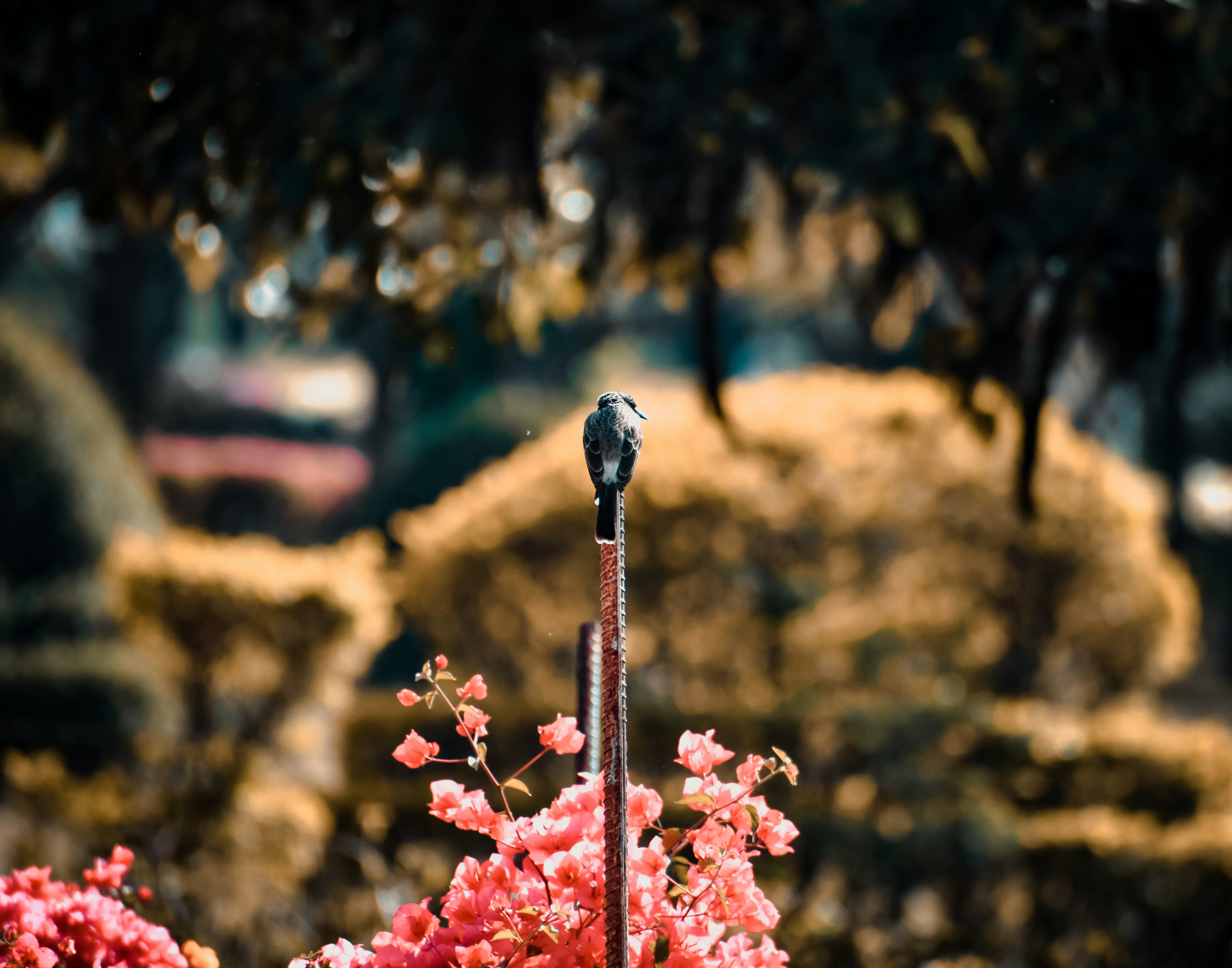 Tiny Sentinel on a Crimson Post Amid Spring Blooms